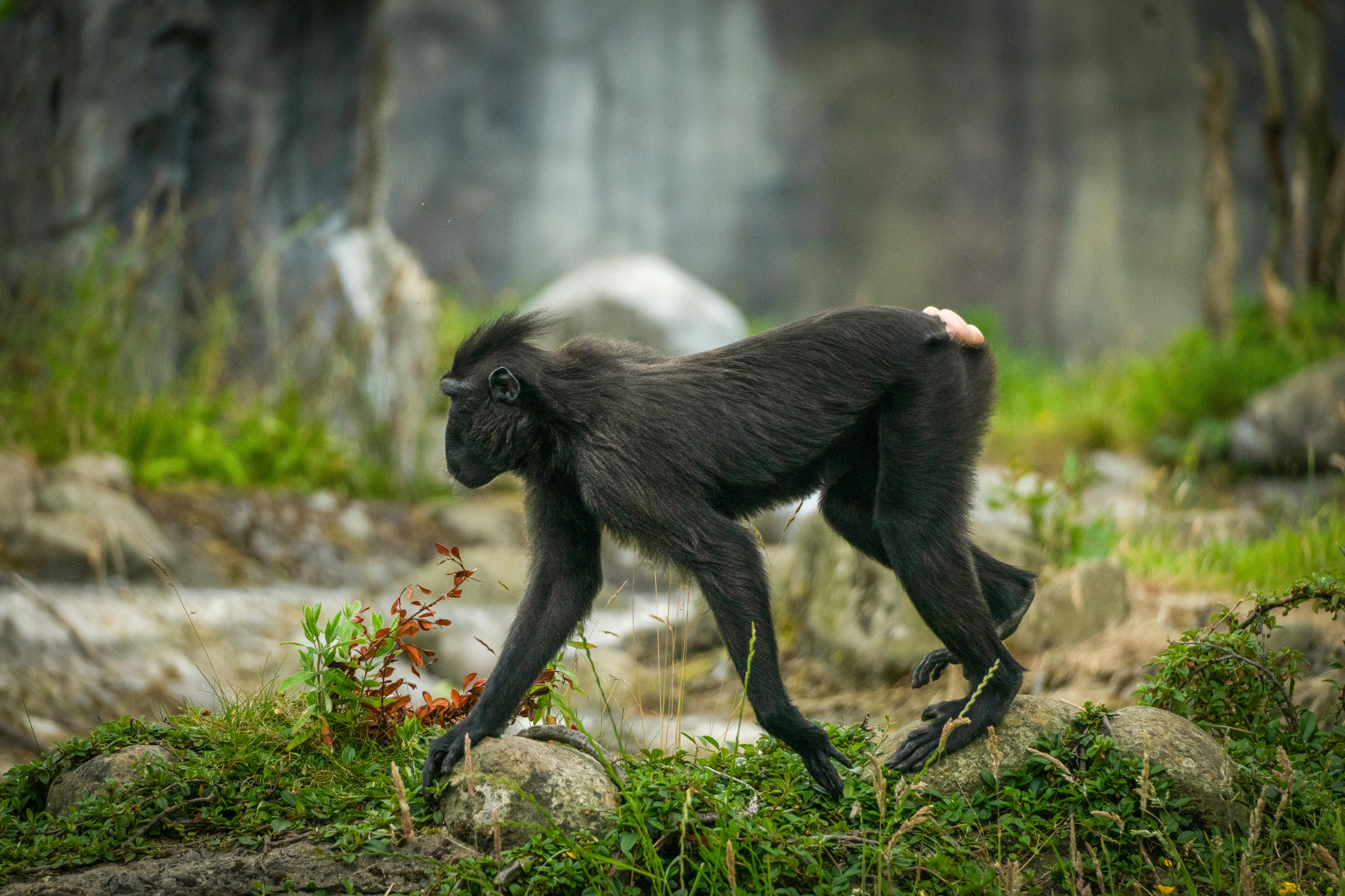 Black Crested Mangabey Monkey · Free Stock Photo