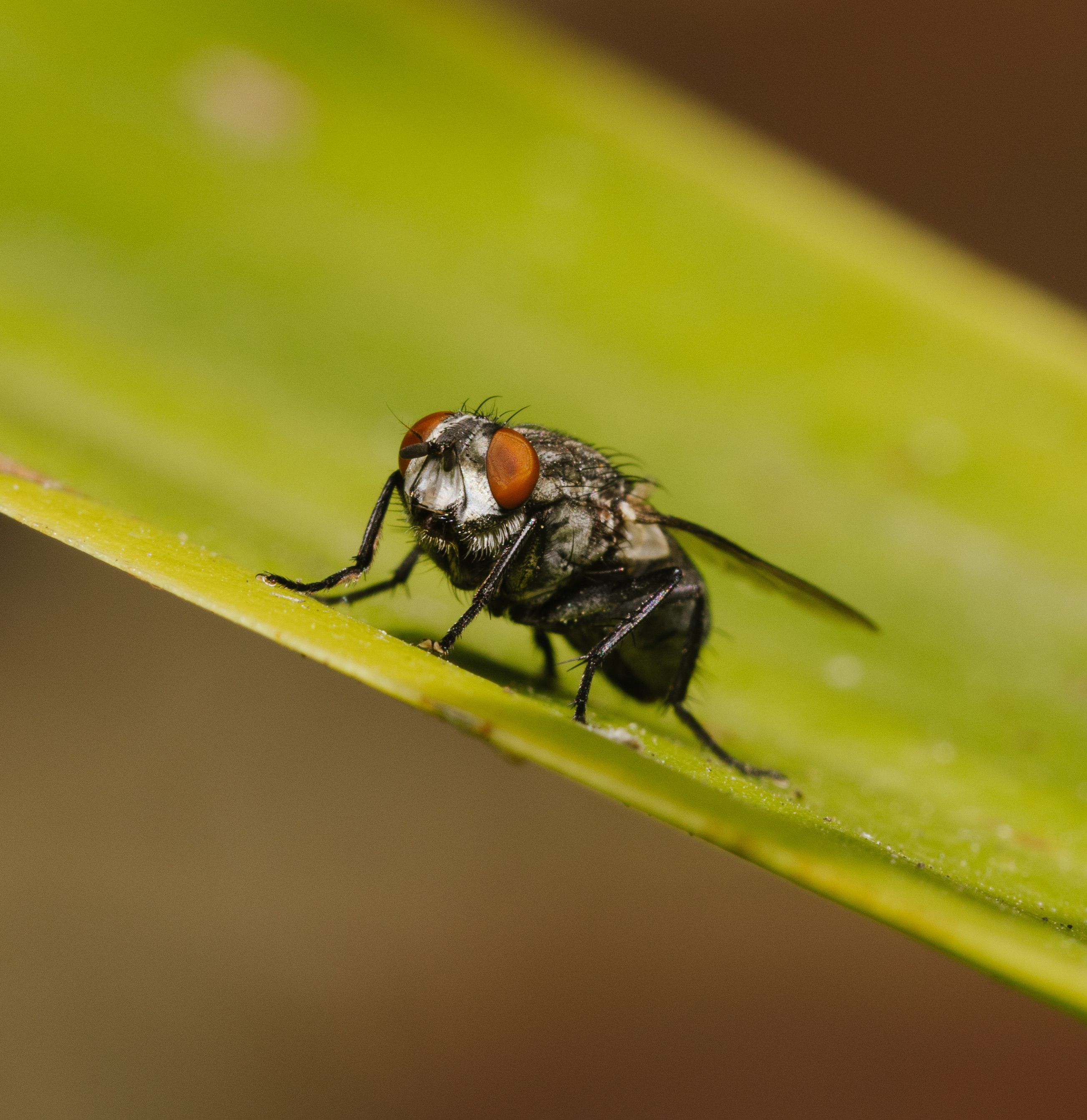 A fly with red eyes sitting on a green leaf · Free Stock Photo