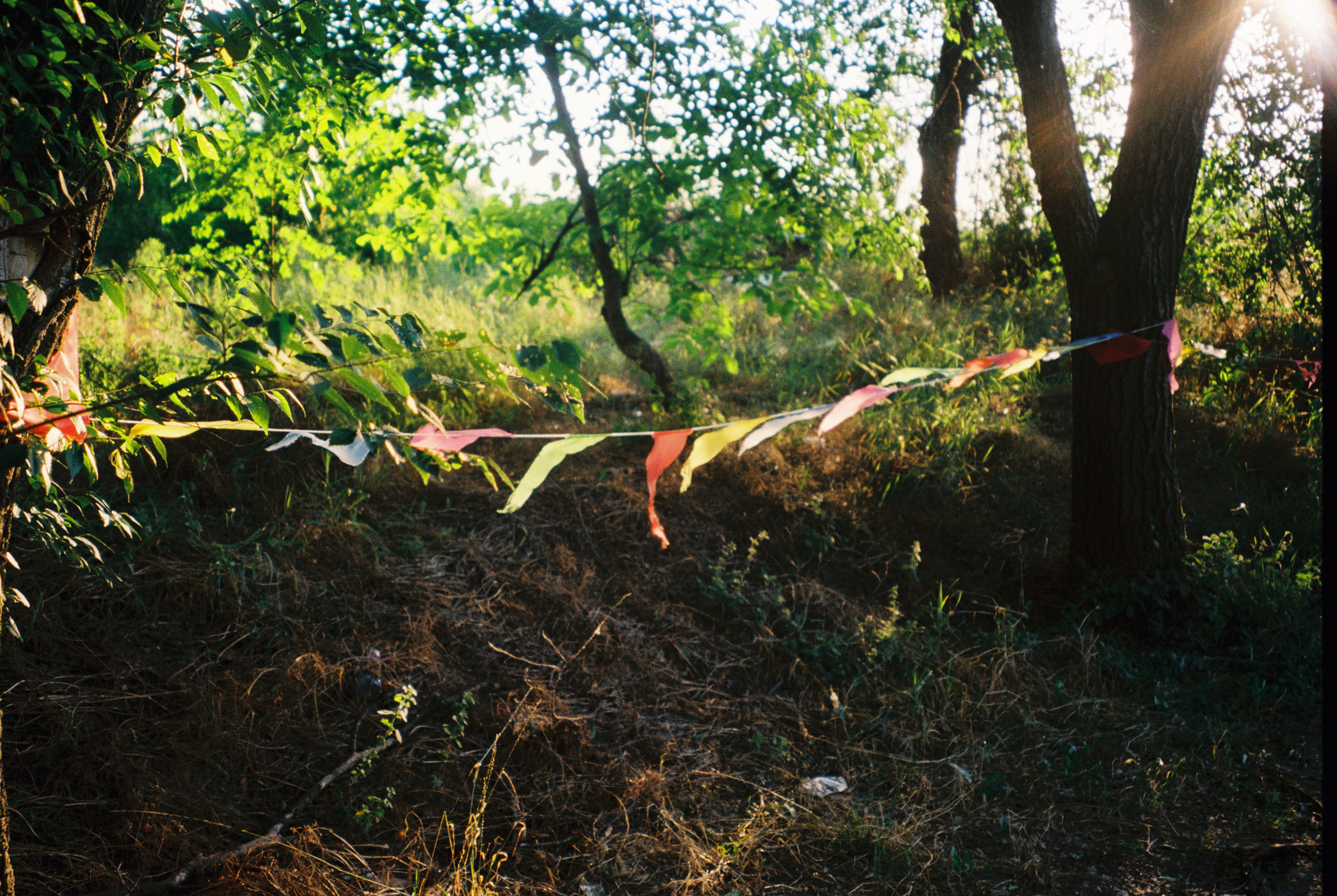 Colorful Bunting in a Sunlit Forest Clearing · Free Stock Photo
