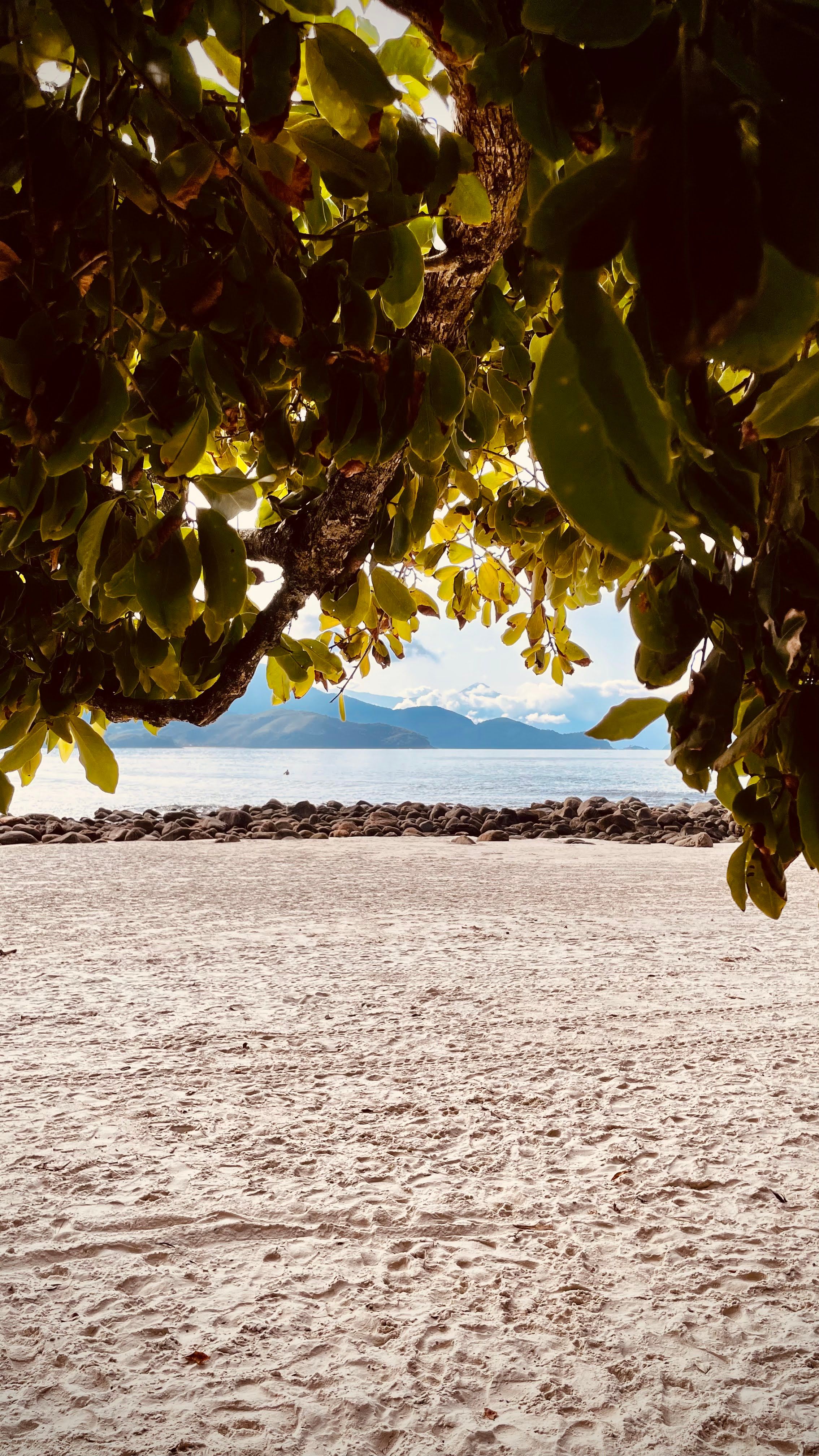 Tree Leaves over Beach · Free Stock Photo