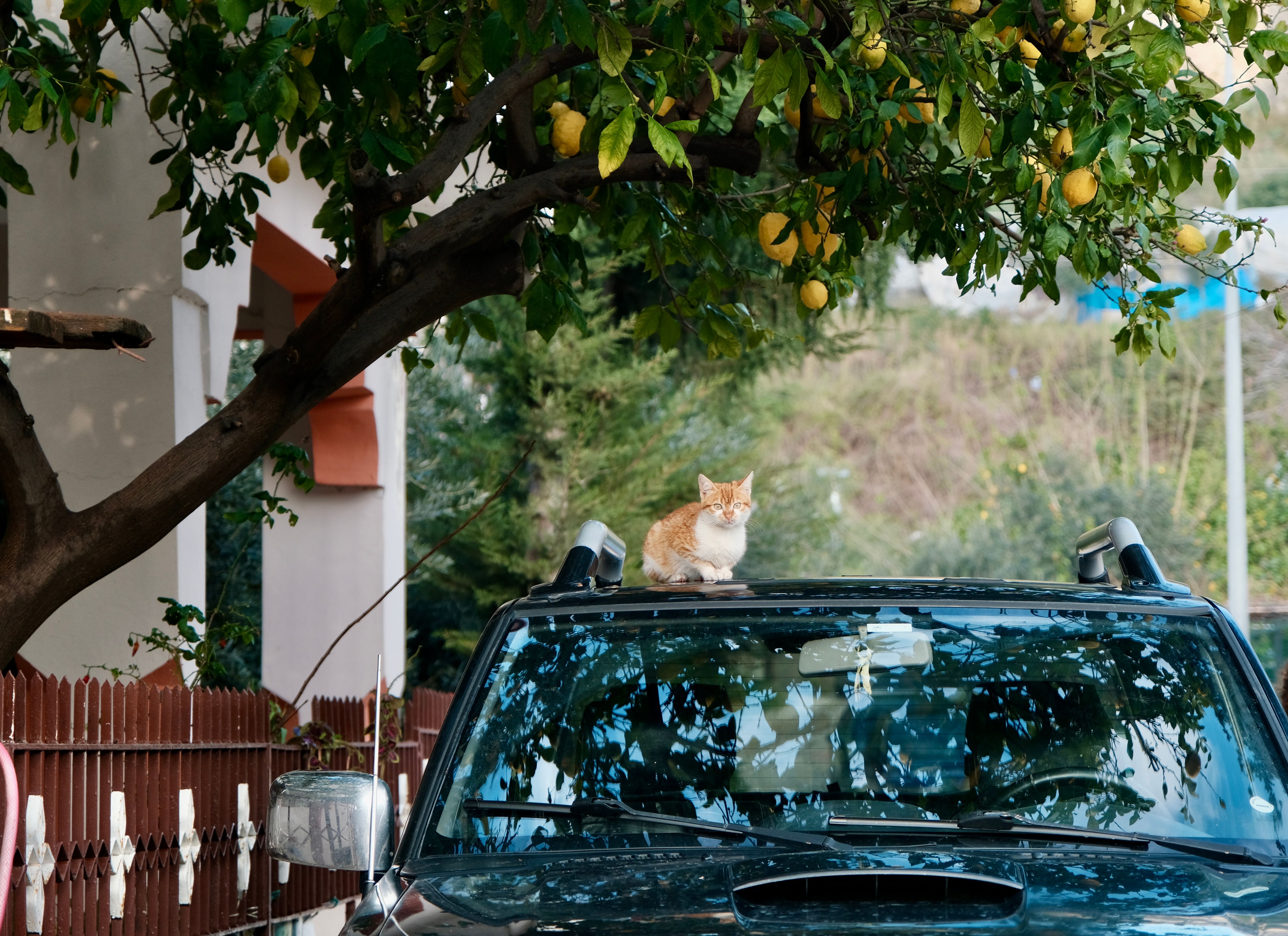 A White and Orange Cat Sitting on a Car Roof · Free Stock Photo