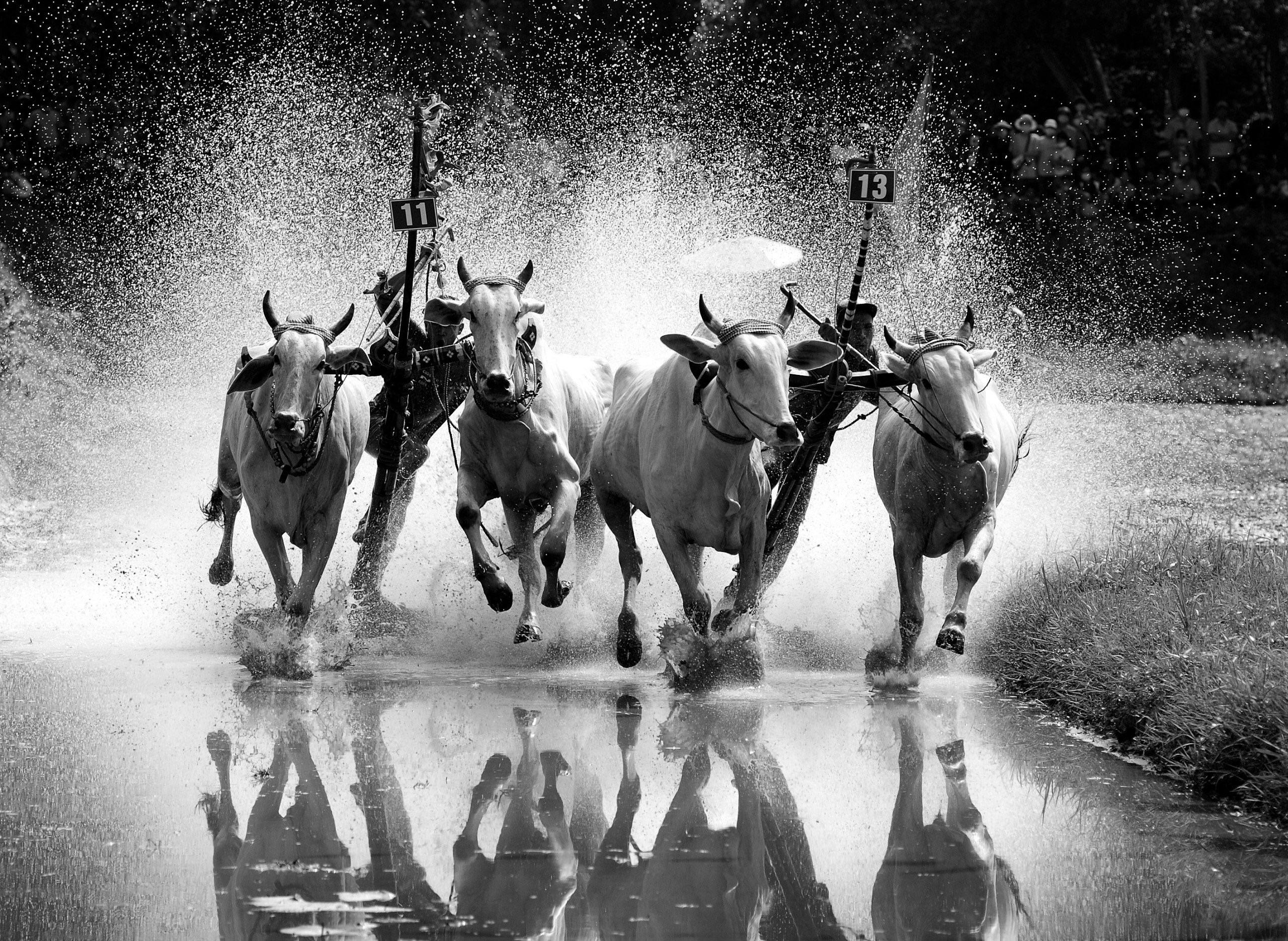 Running The Ox Photos, Download The BEST Free Running The Ox Stock ...