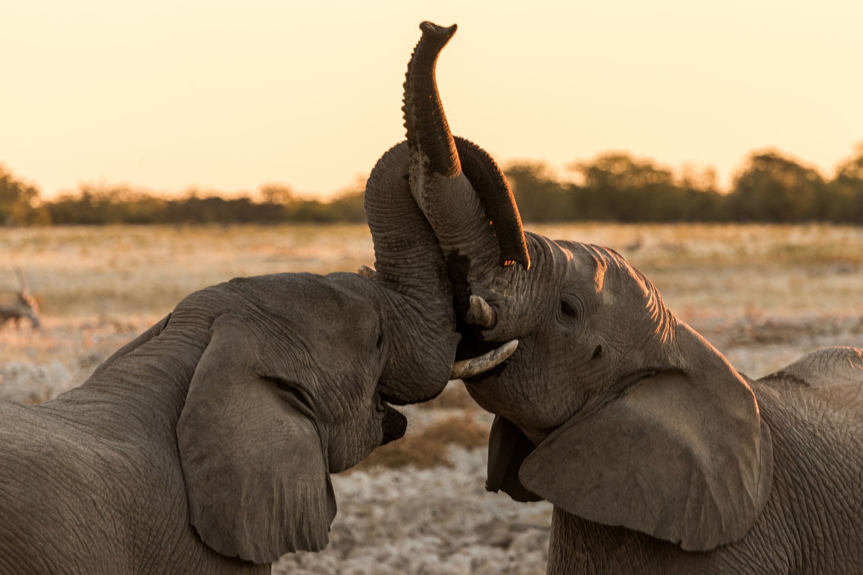 Two Elephants in Savannah · Free Stock Photo