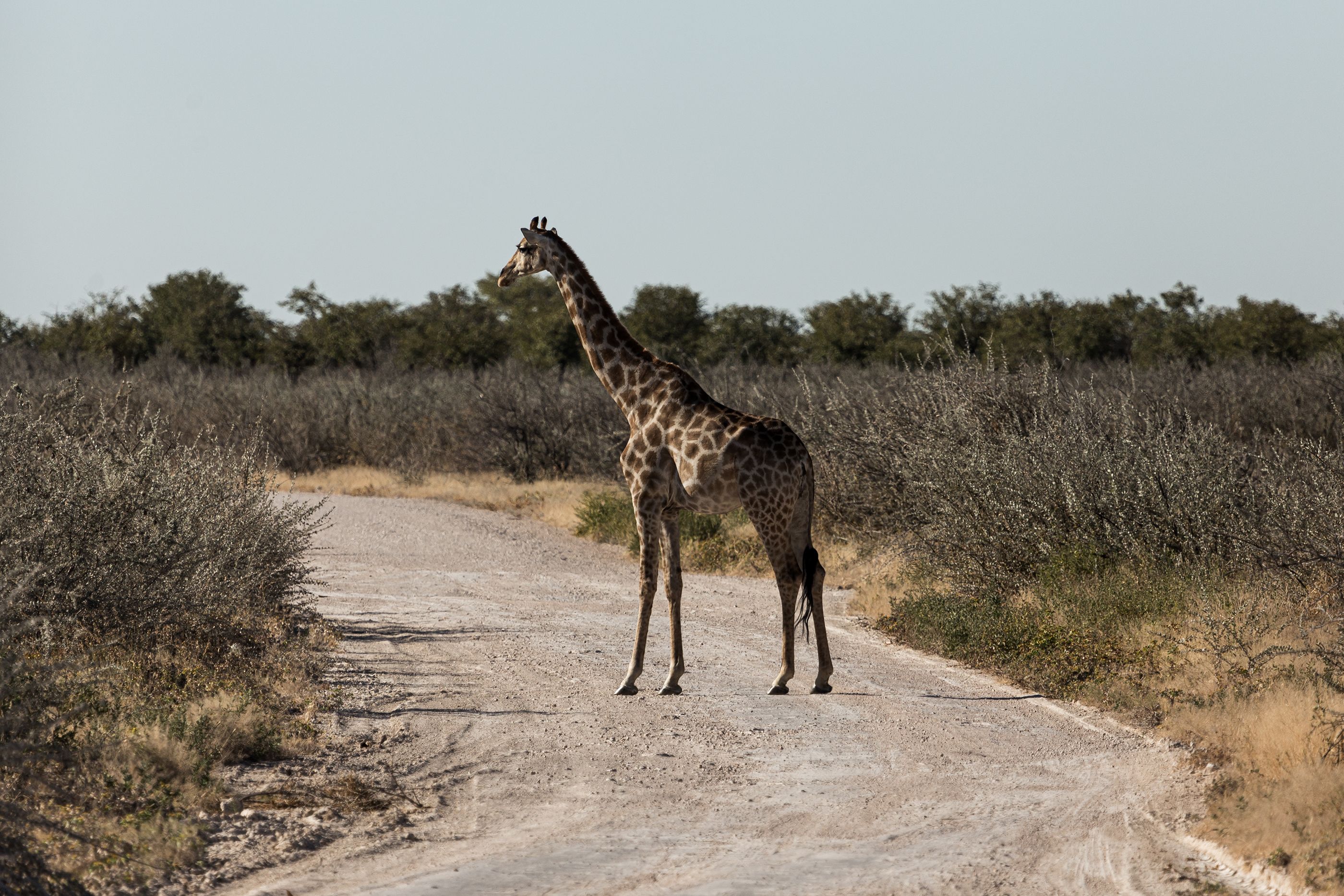 Close-Up Photography of Giraffe · Free Stock Photo