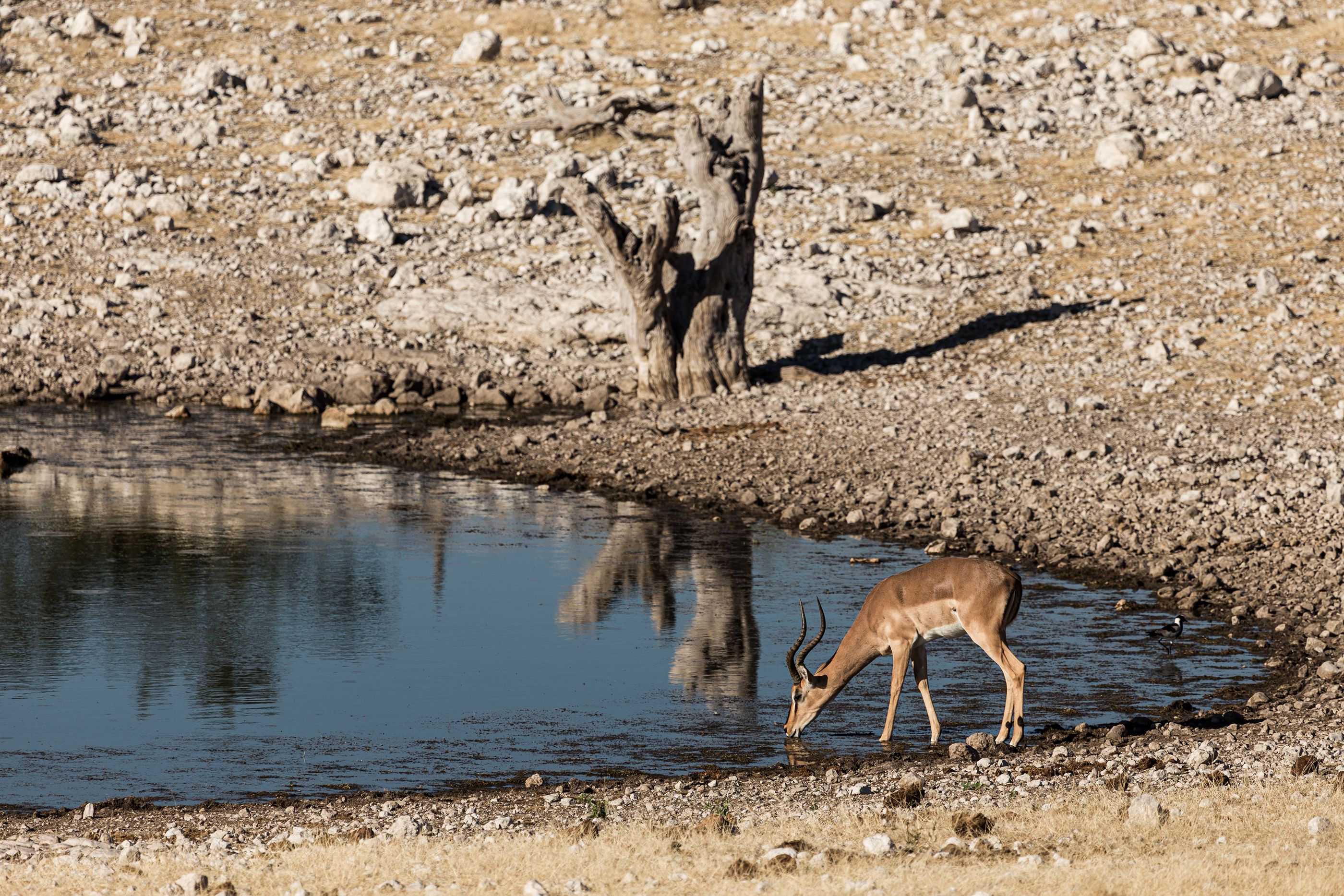 An Impala drinking from waterhole in Namibia, Africa · Free Stock Photo