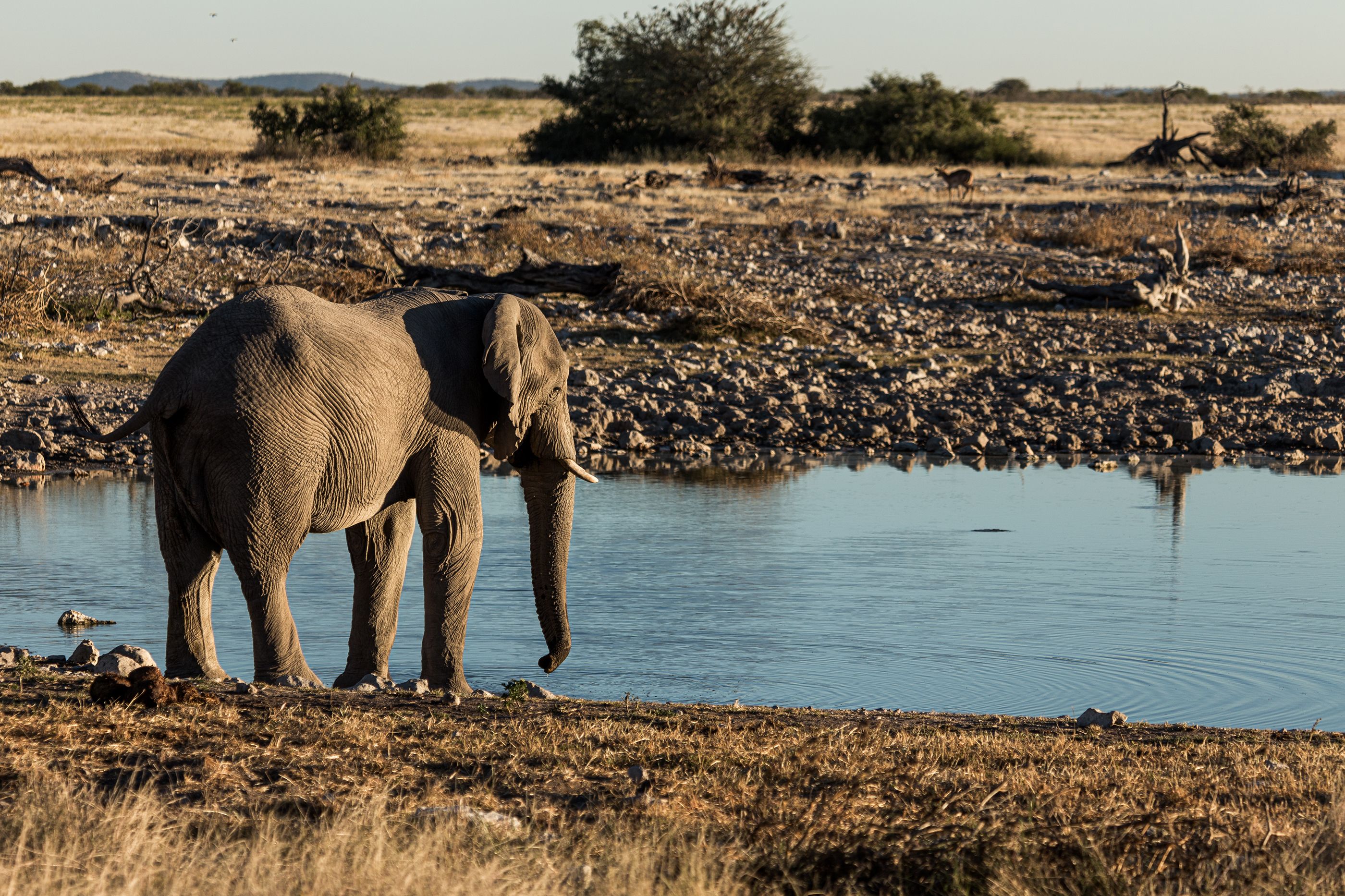 Elephant Near Plants and Trees · Free Stock Photo