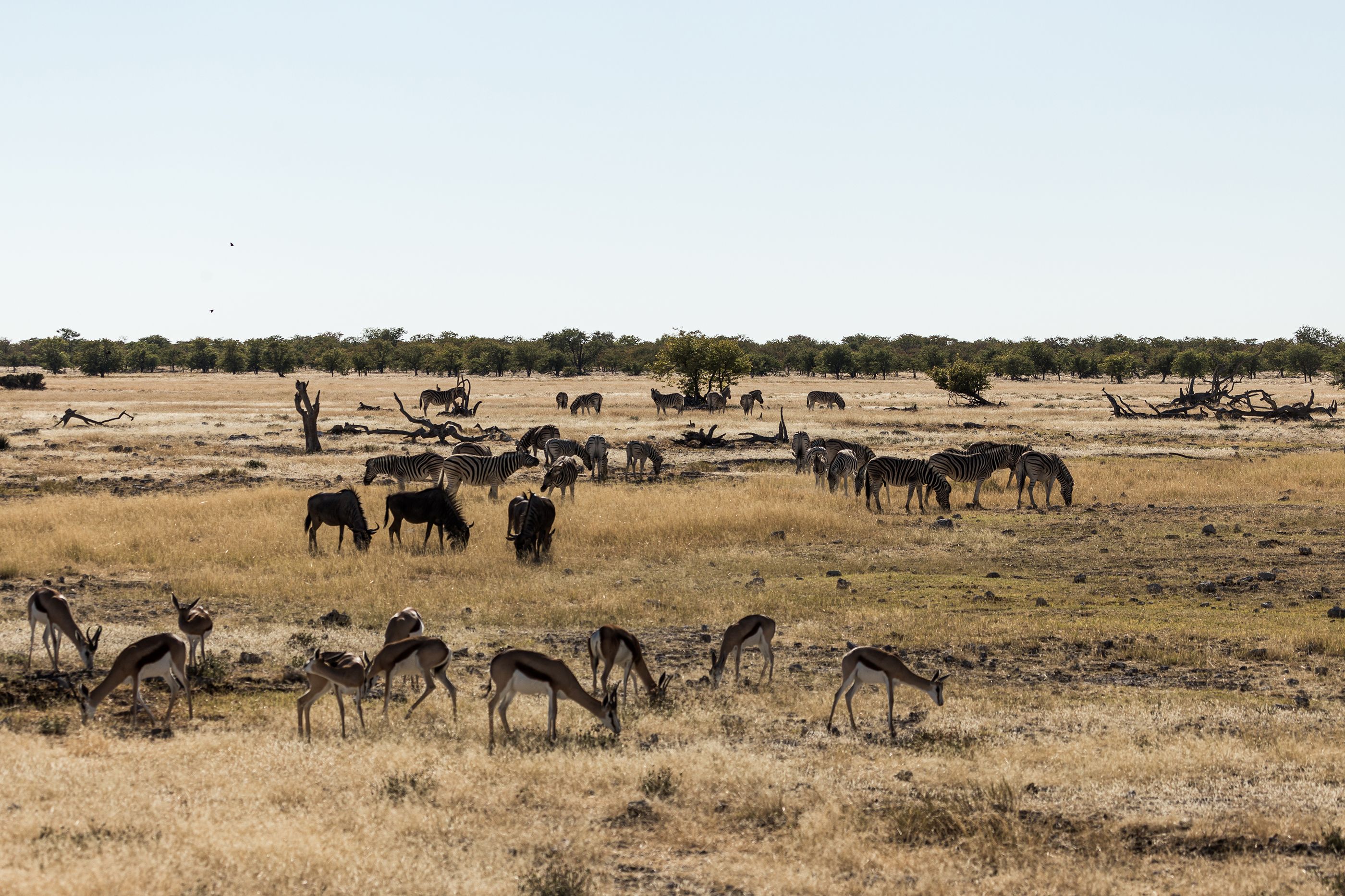 Antelopes and Zebras at Savannah · Free Stock Photo