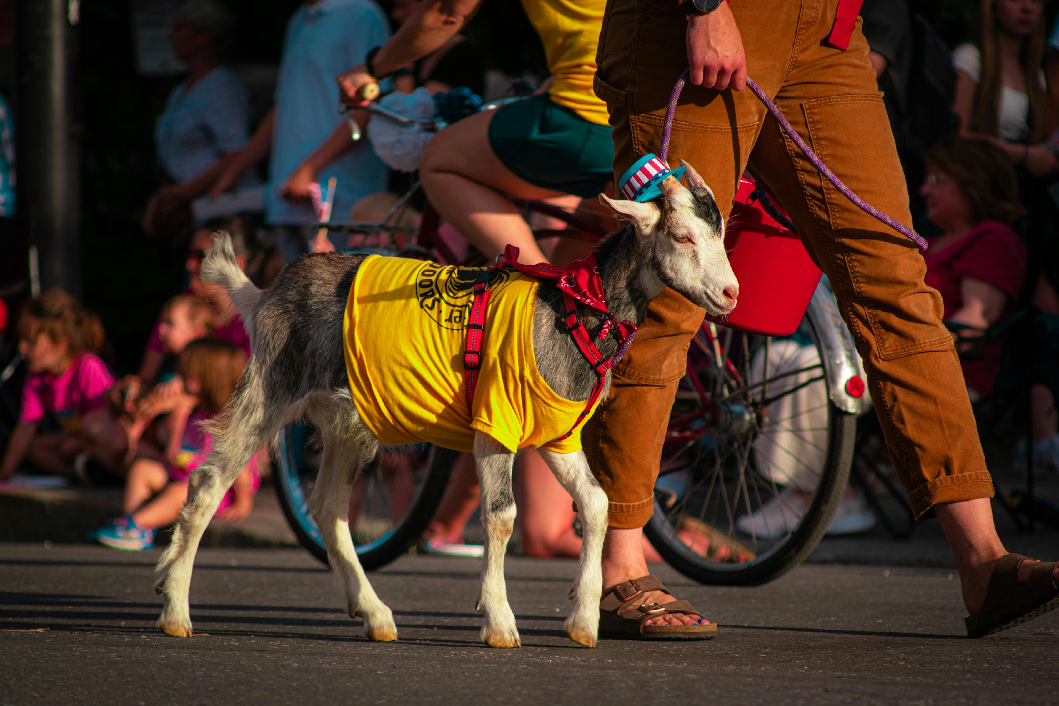 Goat Parade Photos, Download The BEST Free Goat Parade Stock Photos ...