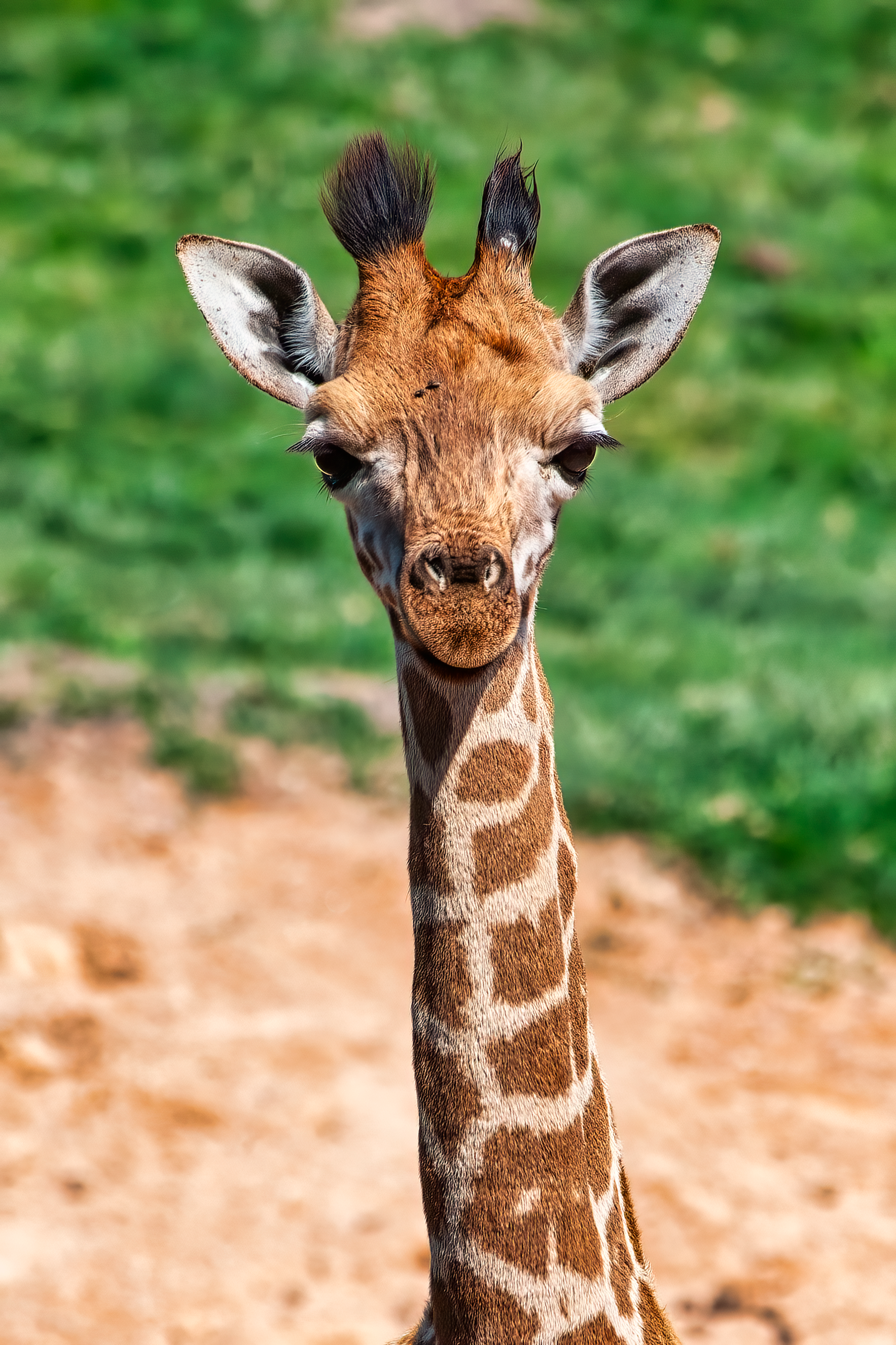Head of Giraffe · Free Stock Photo