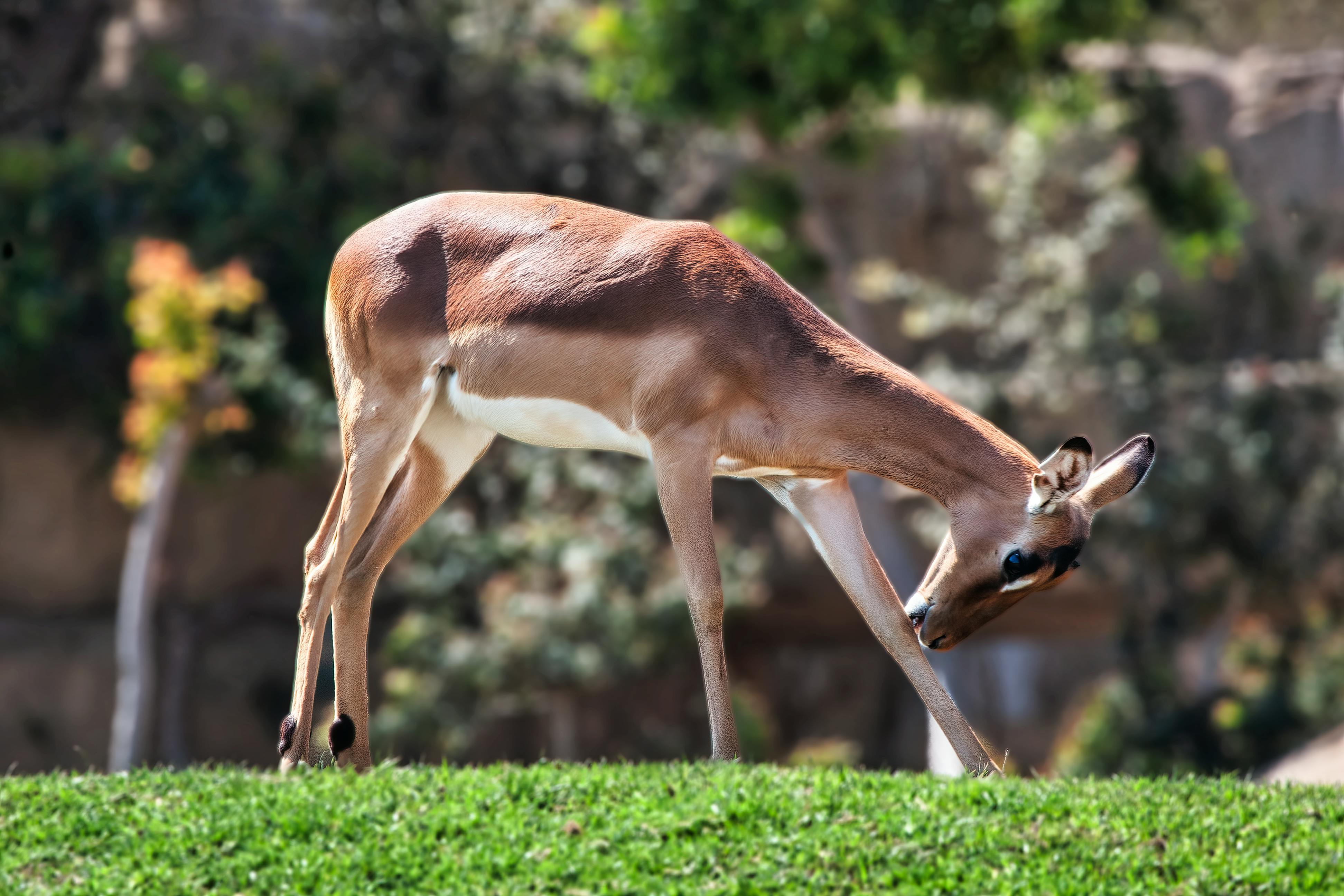 Deer Fawn on Grass · Free Stock Photo