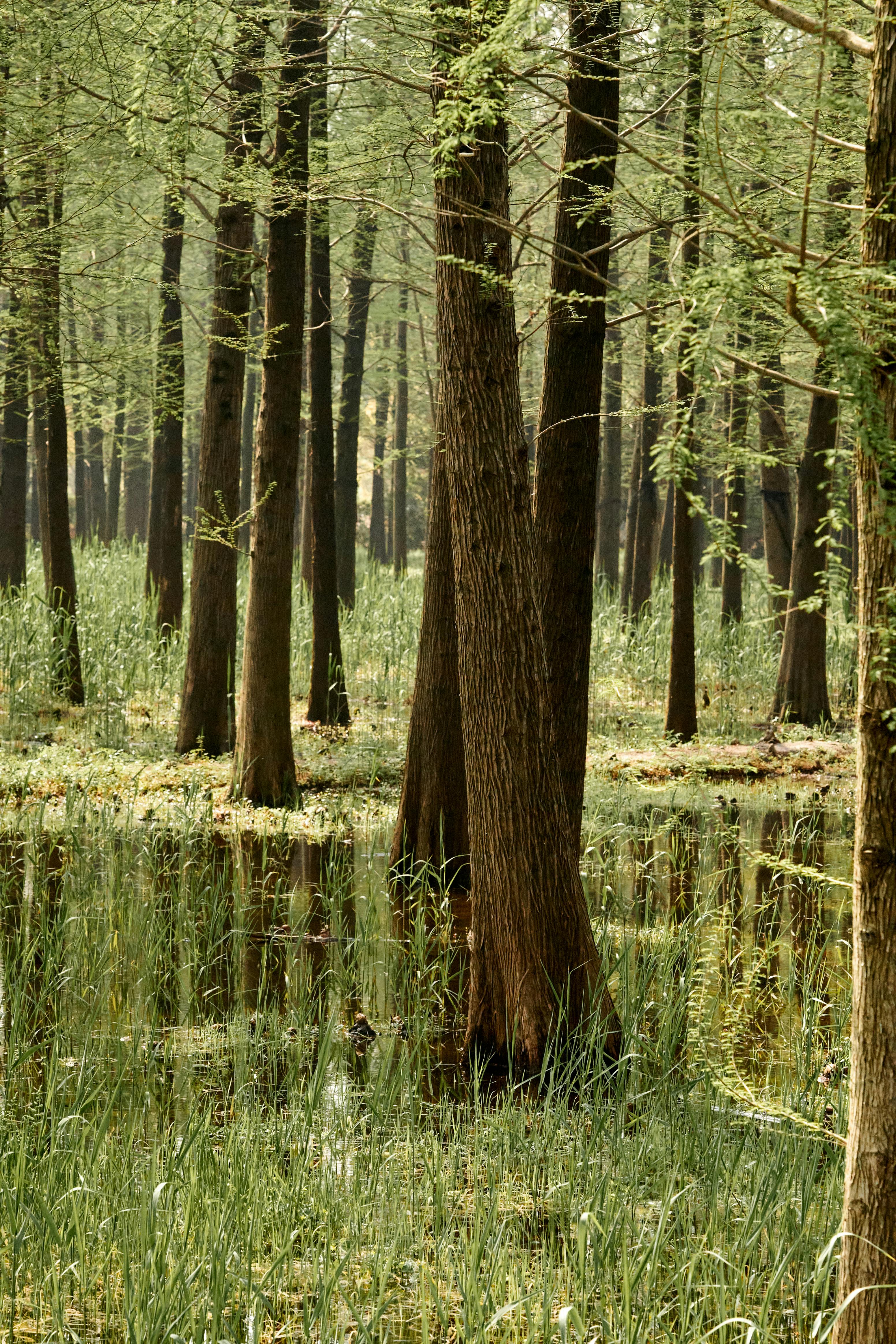 Green Forest With Swamp · Free Stock Photo