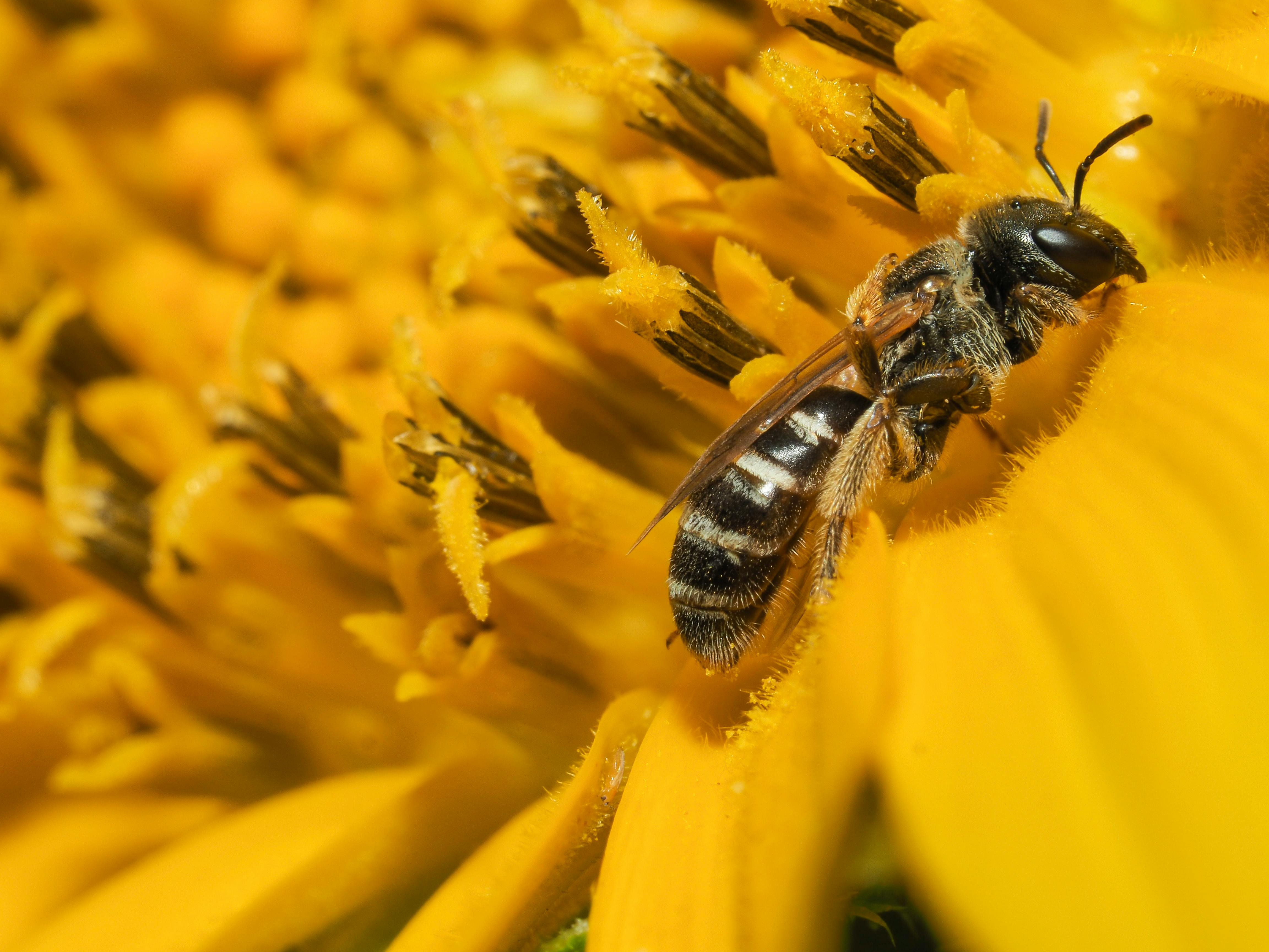 Bee-utiful Interaction: A Bee on a Sunflower · Free Stock Photo