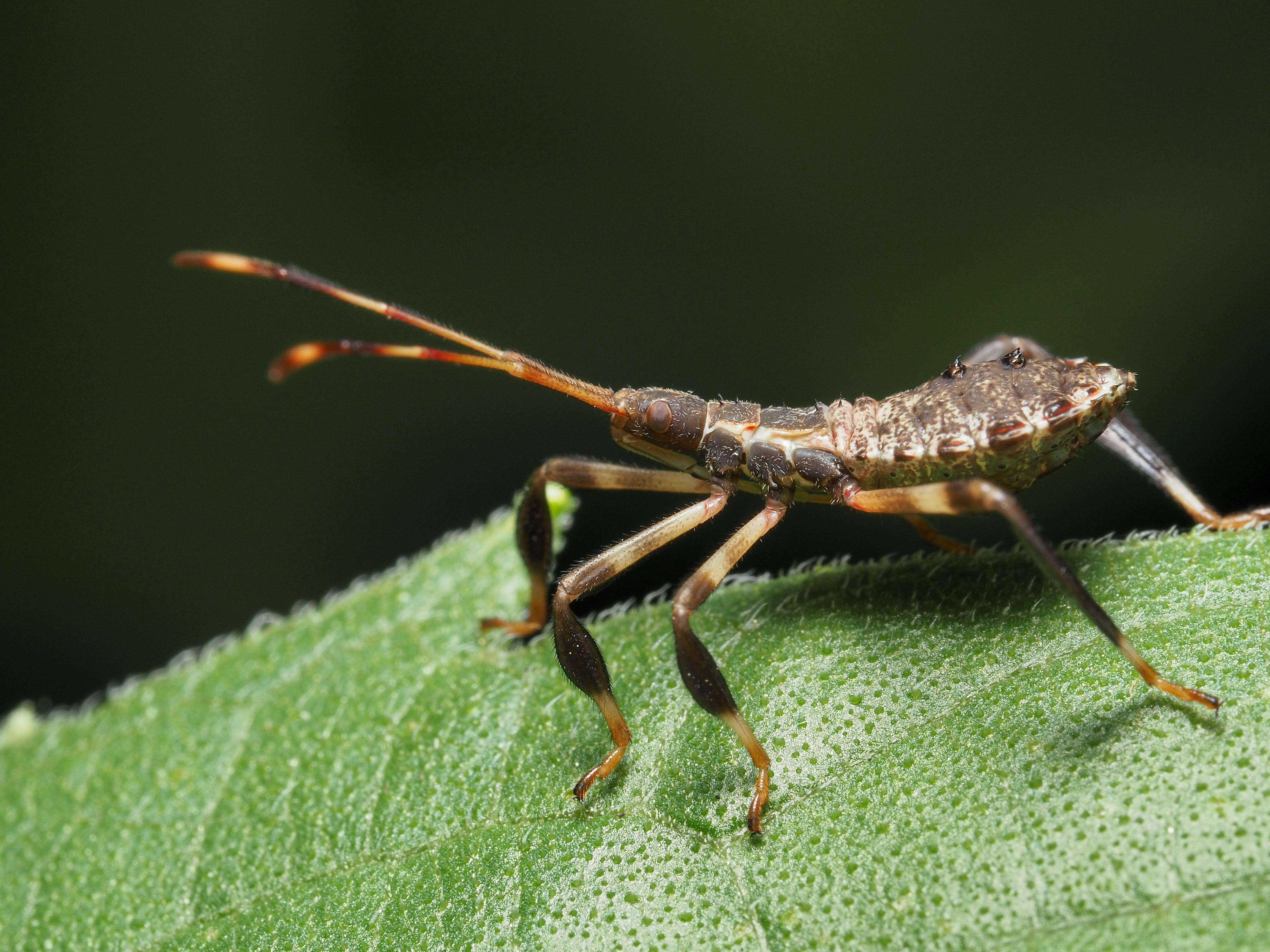 A small bug with long legs on a leaf · Free Stock Photo