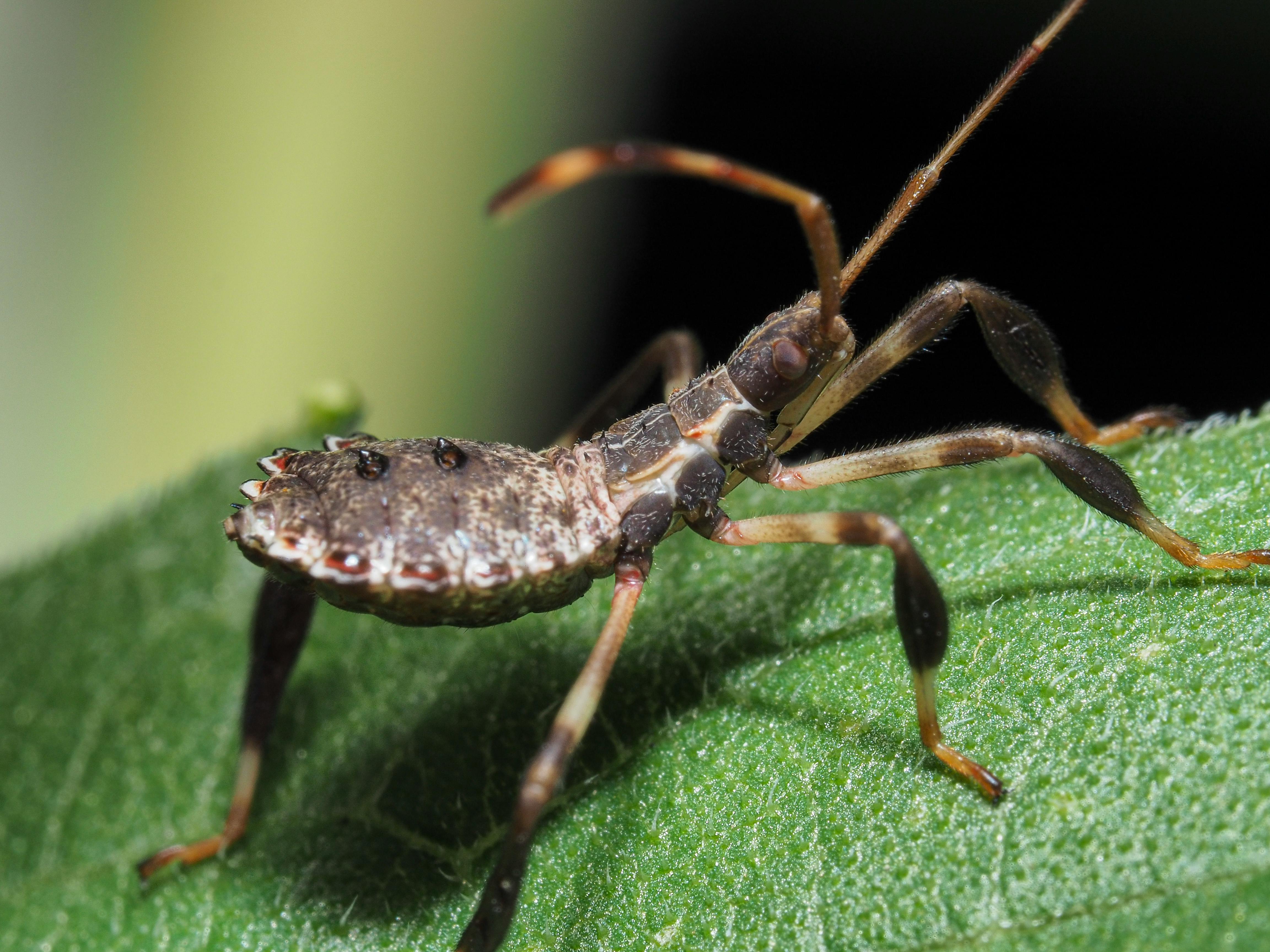 Detailed Insect View Photos, Download The BEST Free Detailed Insect ...