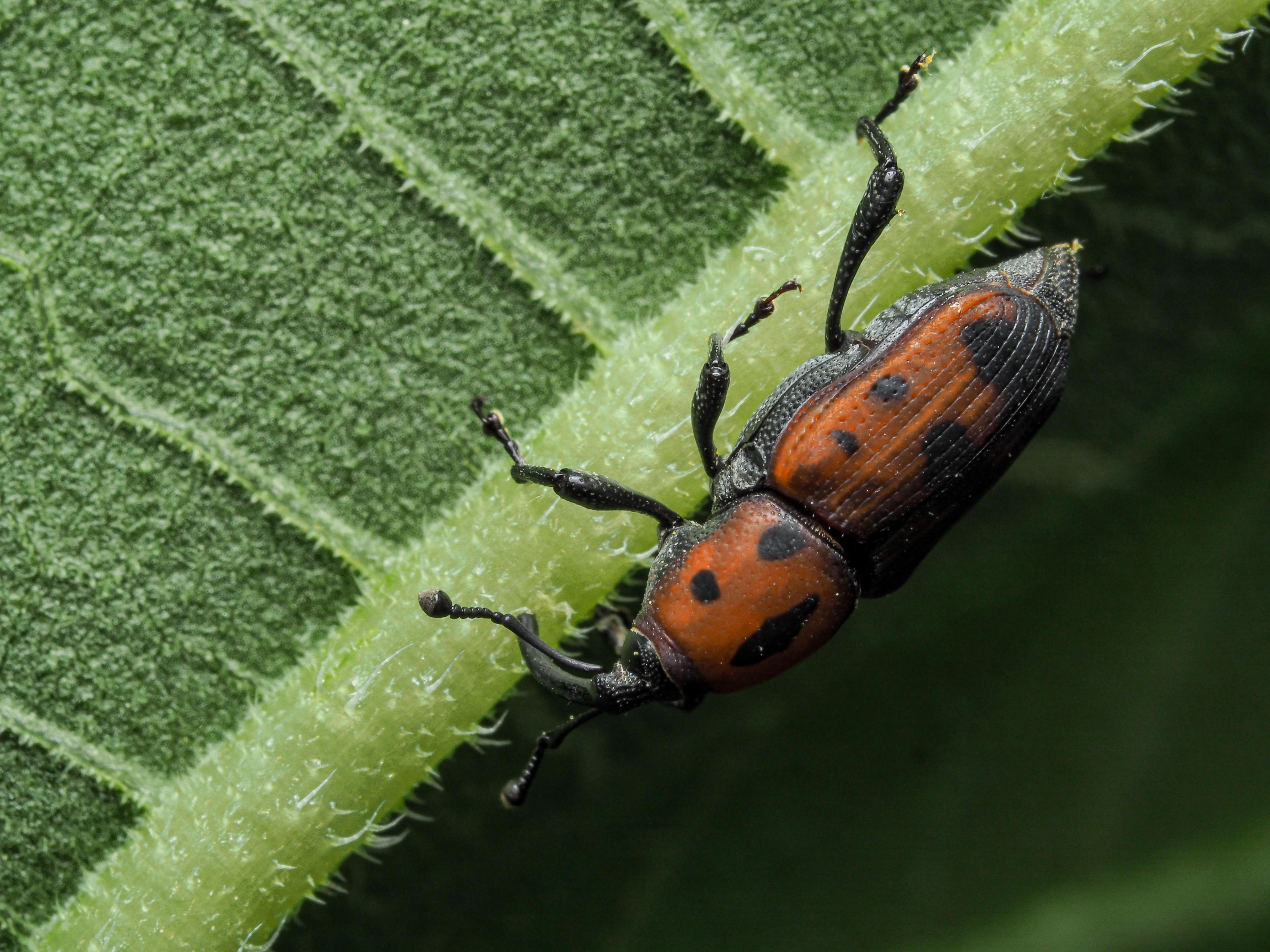 Intricate Detail: Red and Black Beetle on Leaf · Free Stock Photo