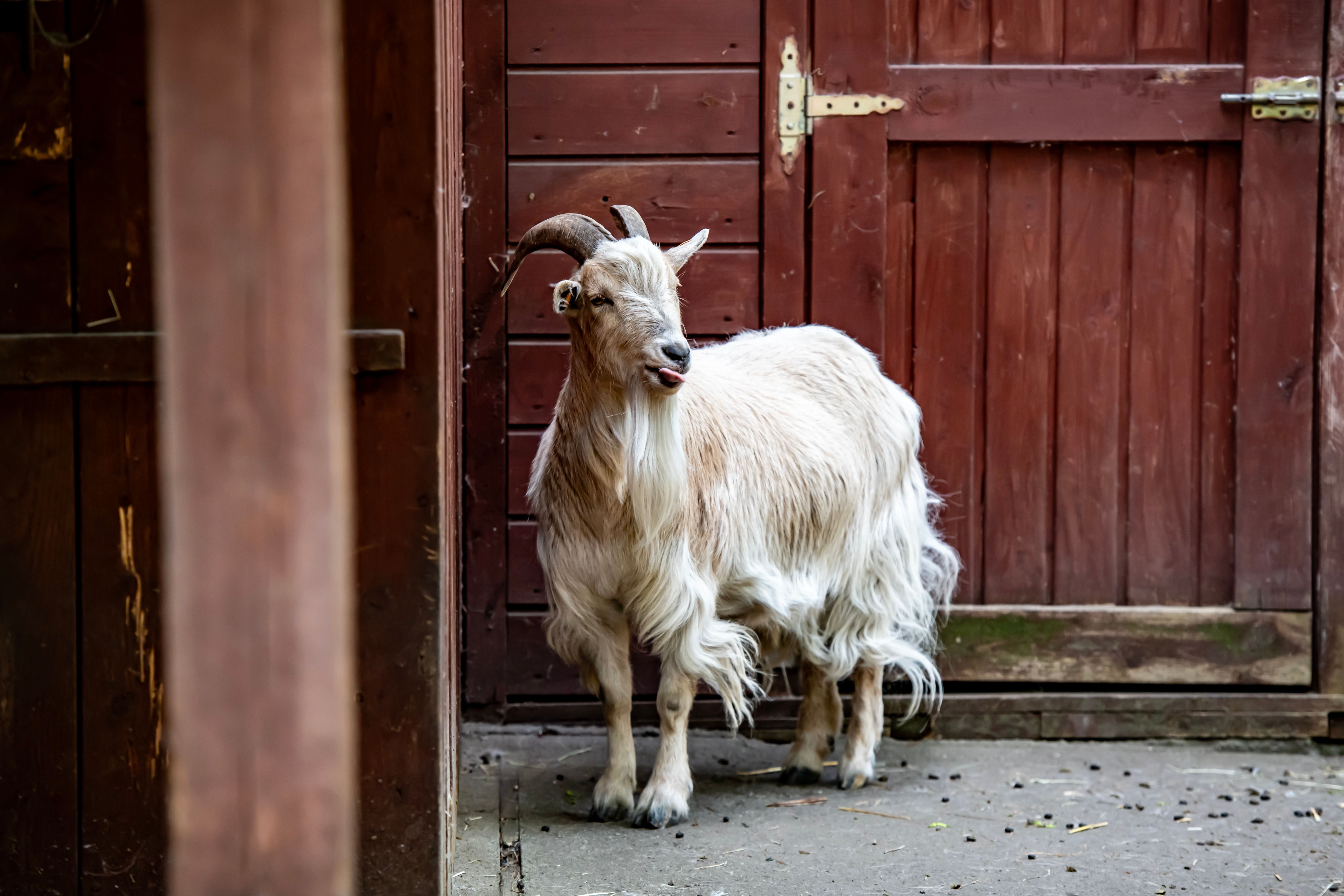 A goat standing in front of a wooden door · Free Stock Photo