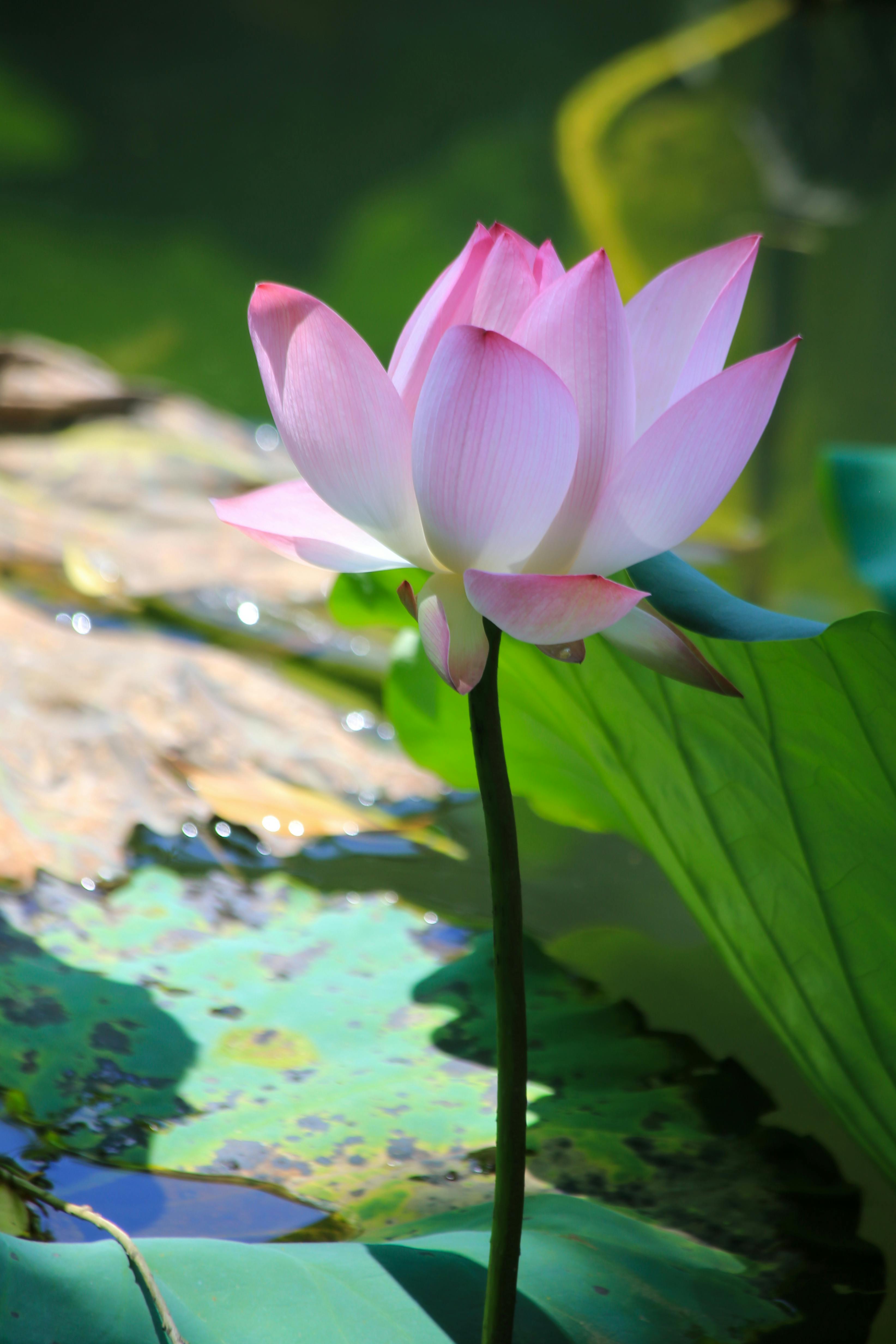 Stocks Flower Photos, Download The BEST Free Stocks Flower Stock Photos ...