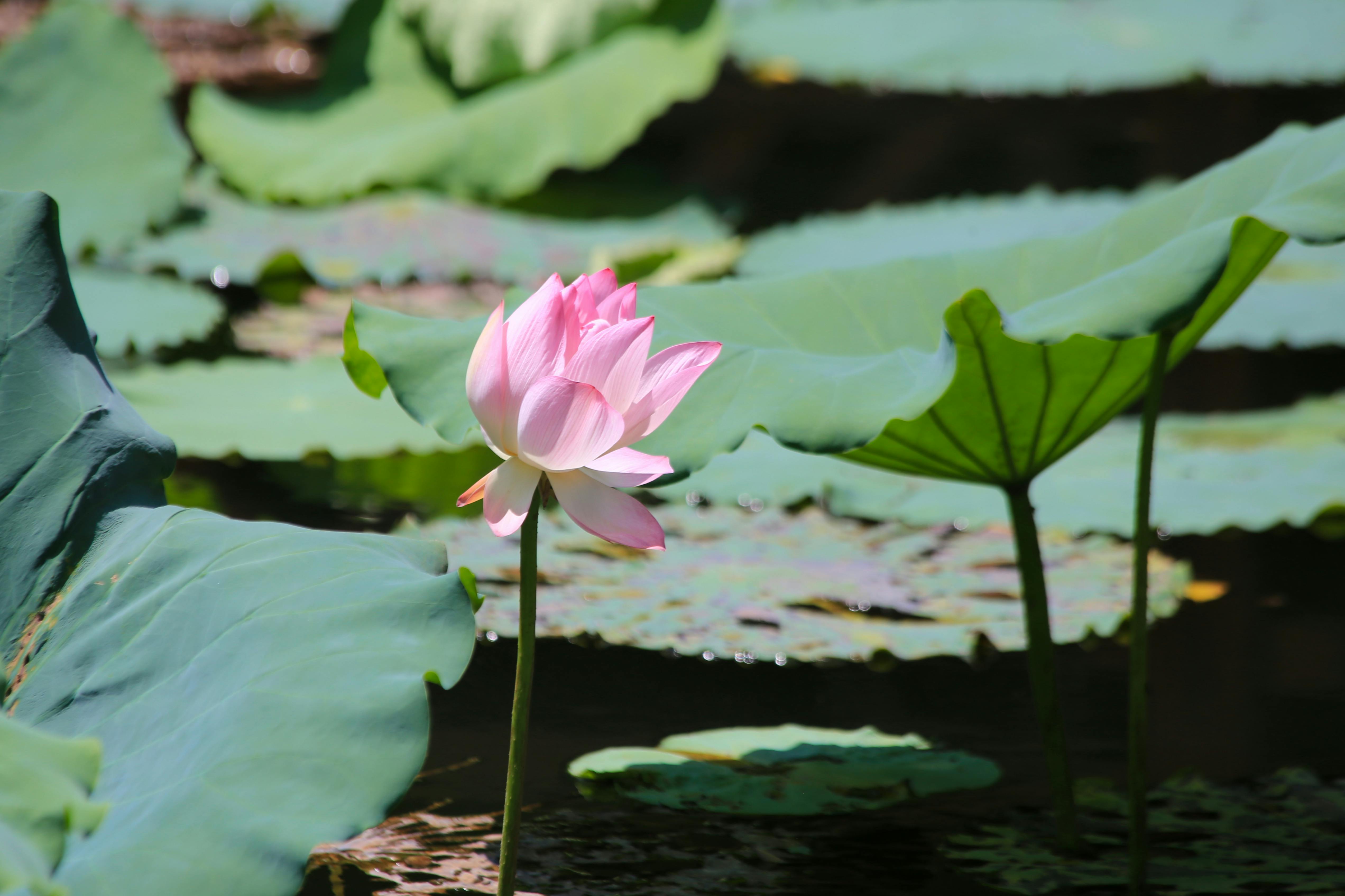 Selective Focus Photography of Pink Flower · Free Stock Photo