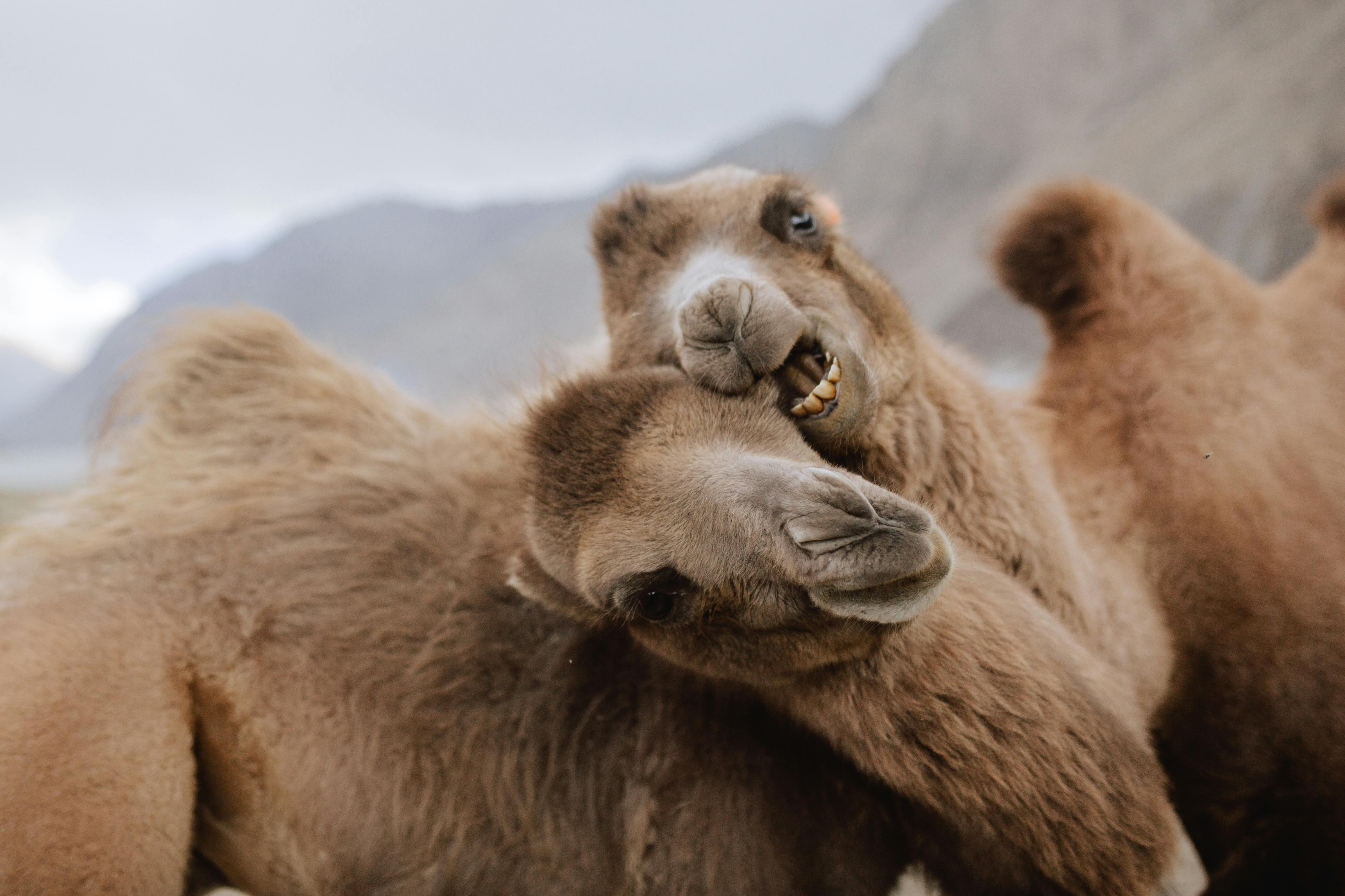 Playing Camels in Herd · Free Stock Photo