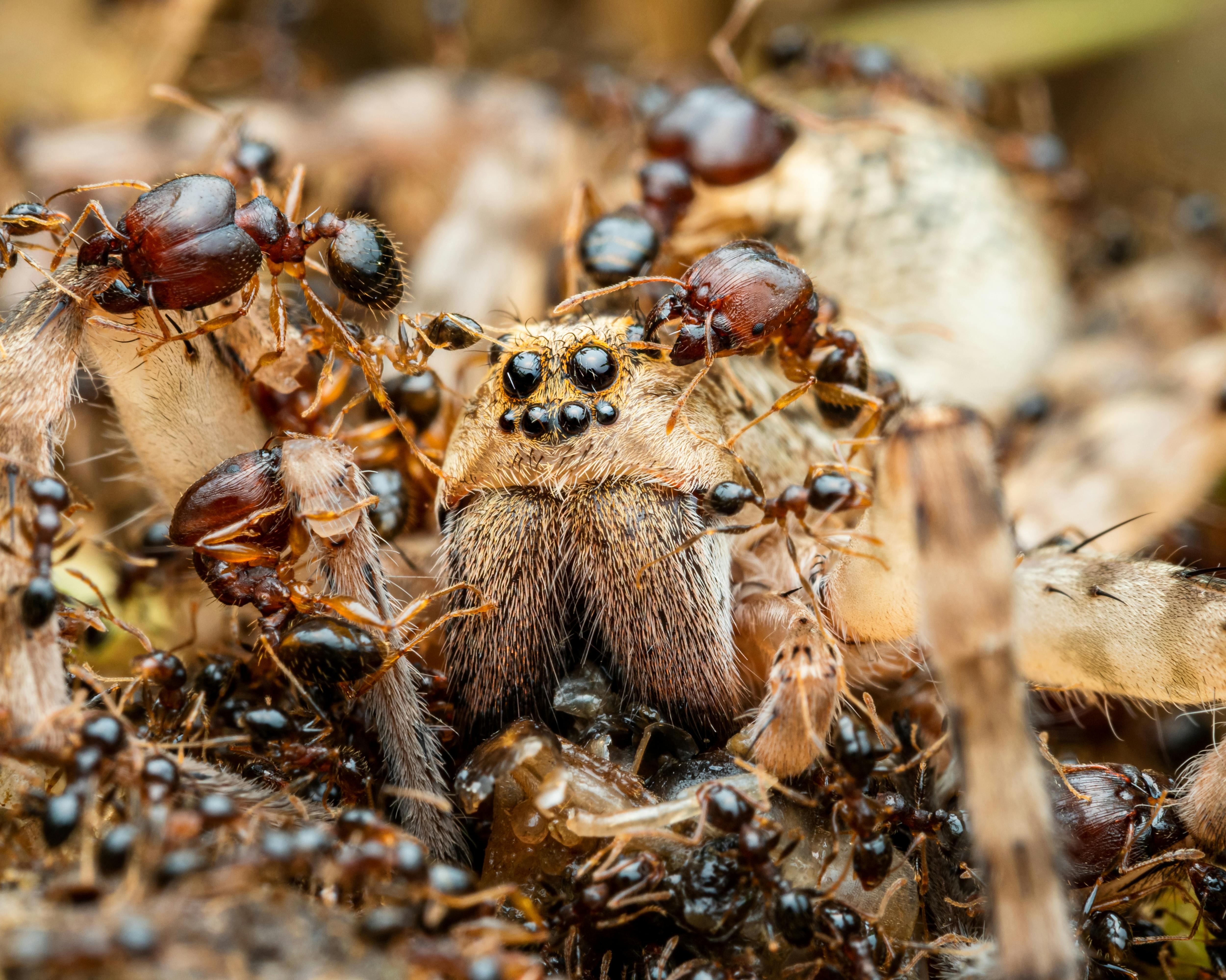 Ants Feeding on a Dead Wolf Spider · Free Stock Photo