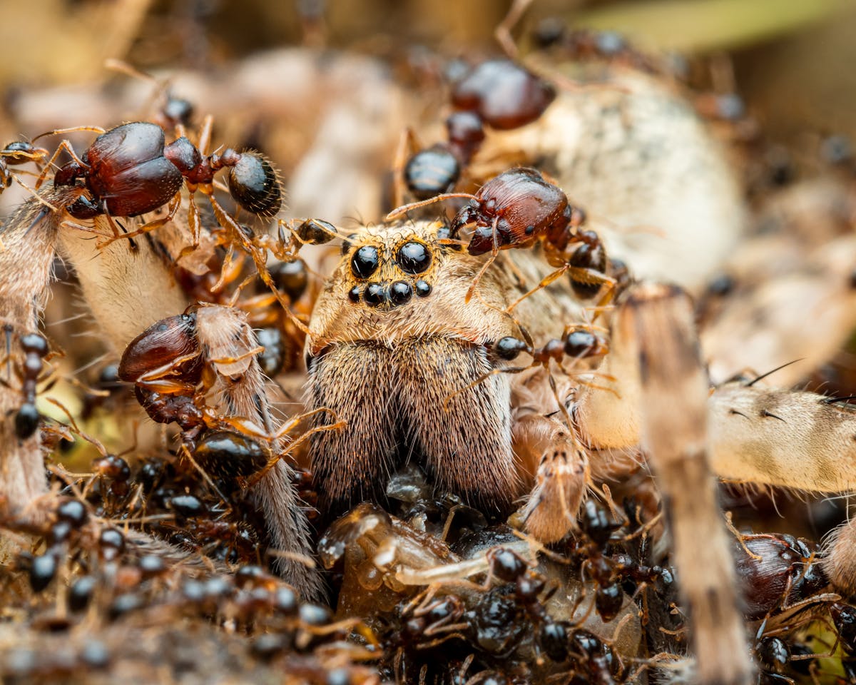 Ants Feeding On Food Photos, Download The BEST Free Ants Feeding On ...