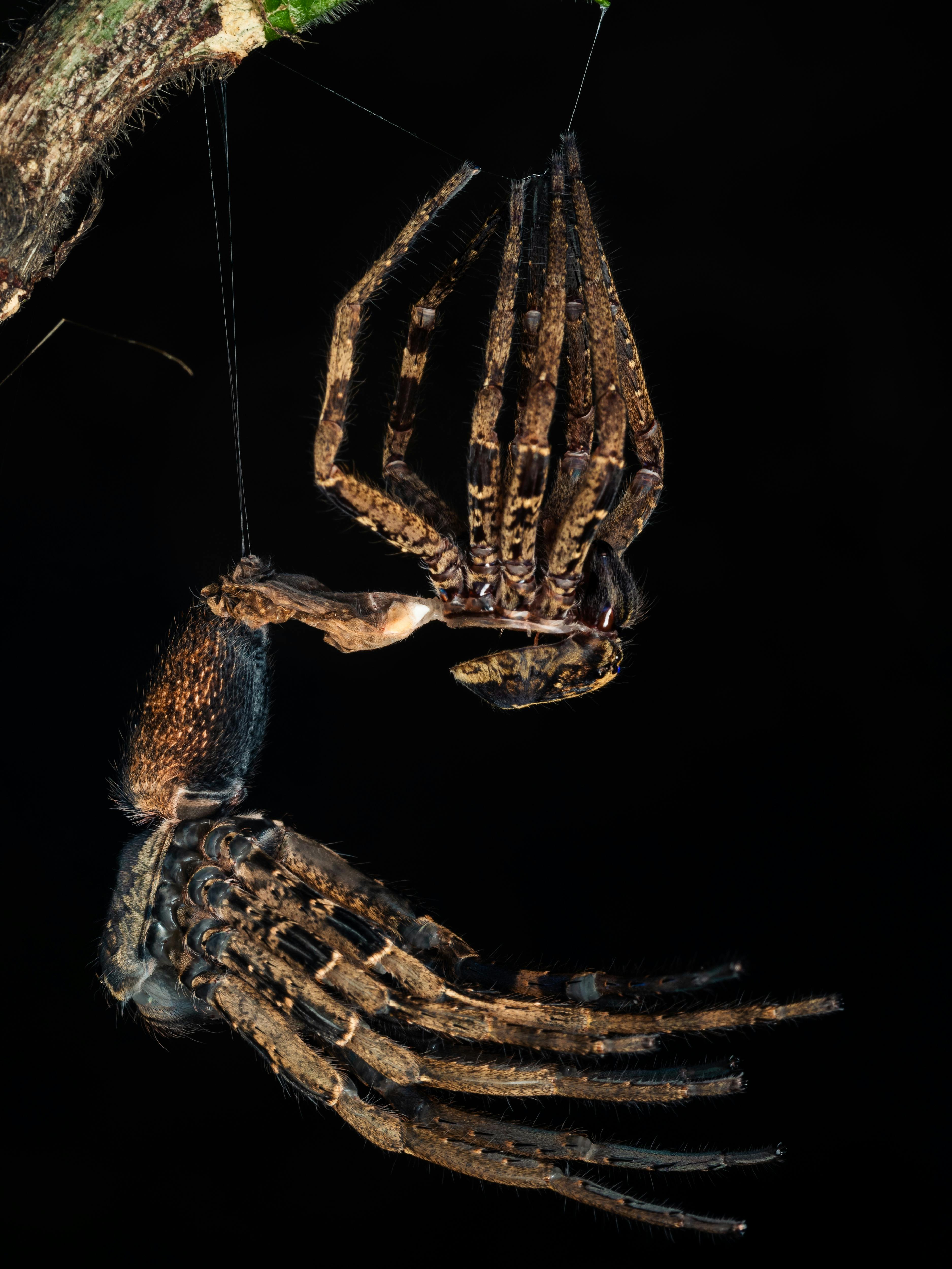 Darwins Bark Spider during Molting · Free Stock Photo