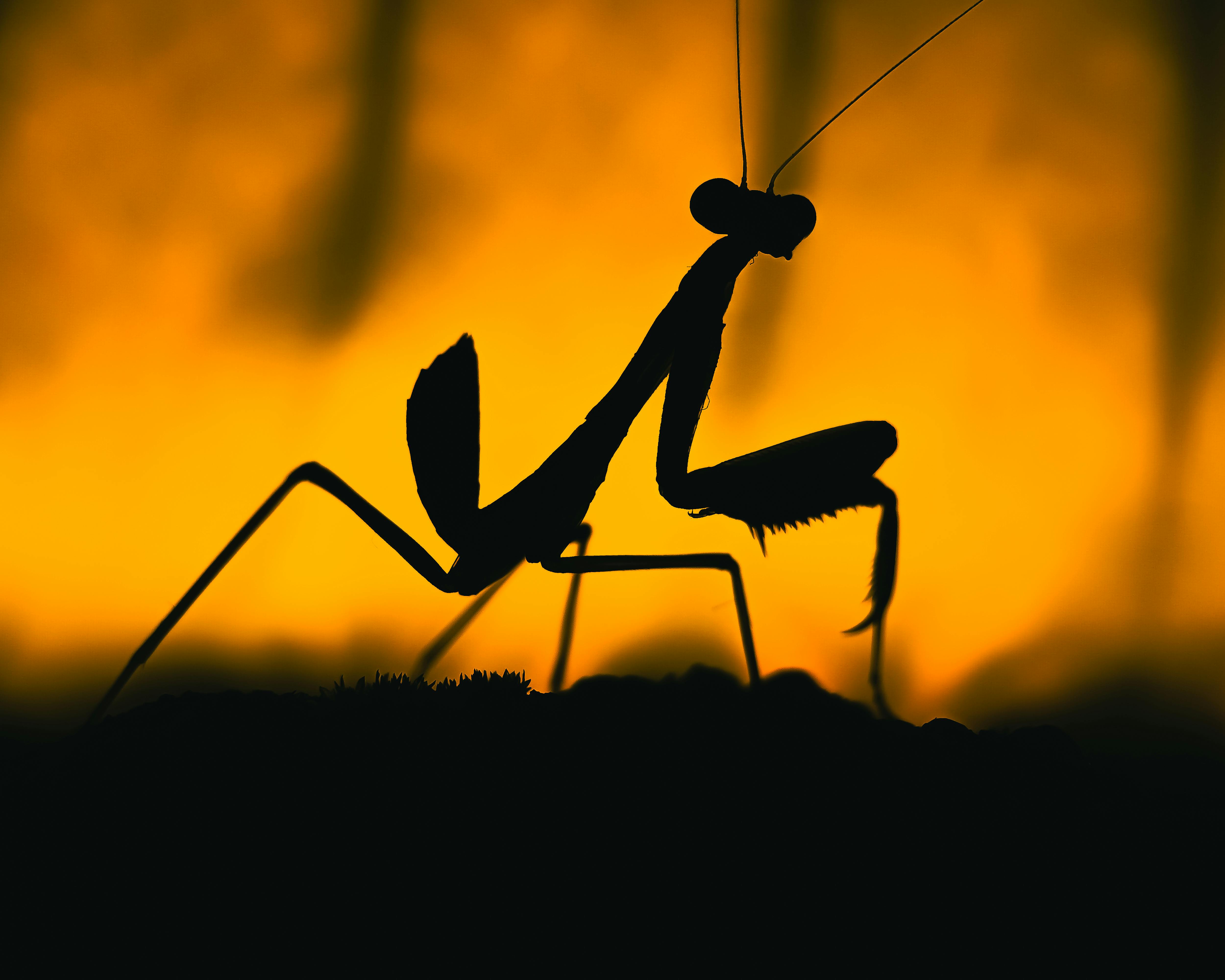 MANTIS OF FIRE · Free Stock Photo