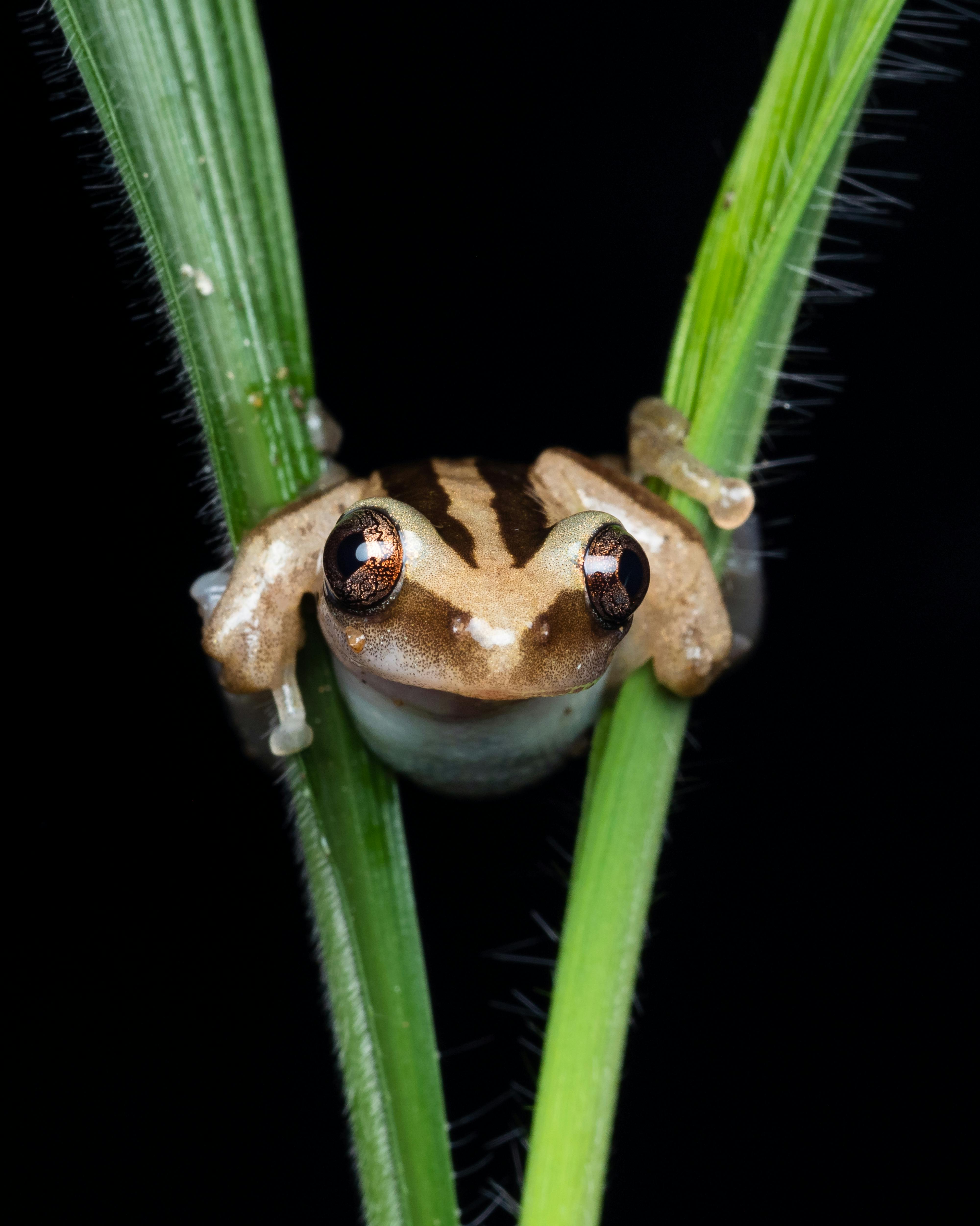 Brown Banana Frog · Free Stock Photo