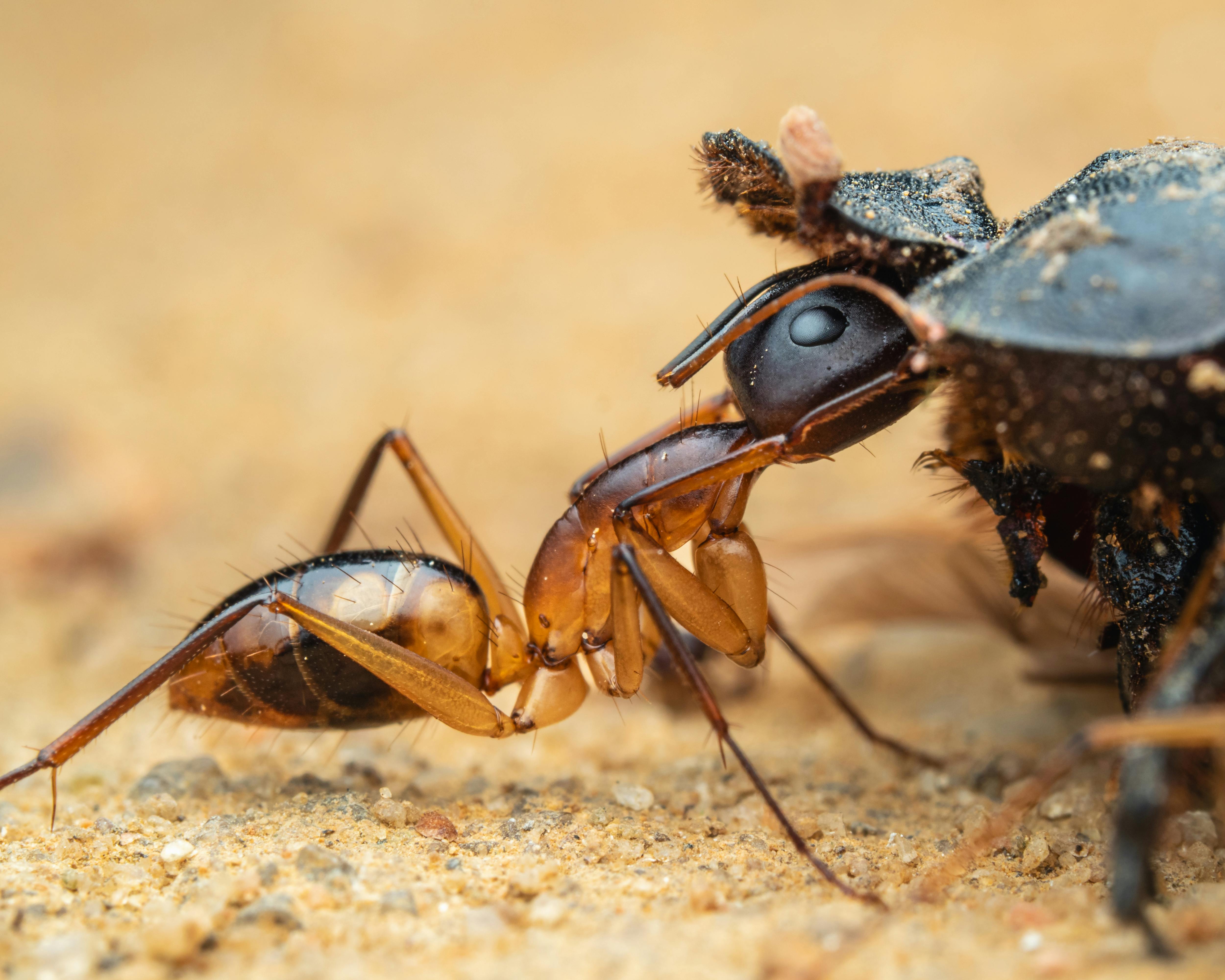 STIMULATING (ant devouring a dead beetle) · Free Stock Photo
