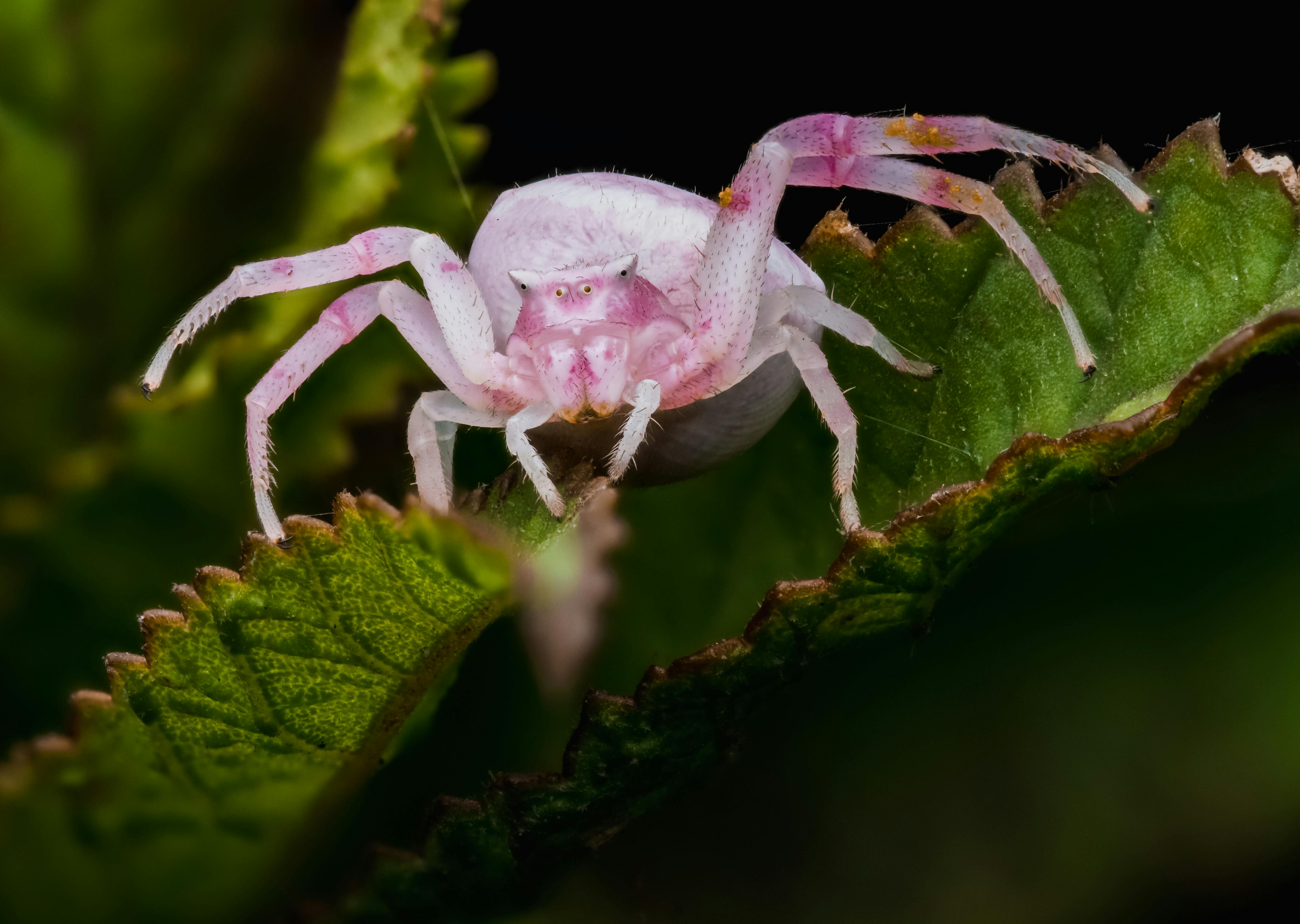 PINK CRAB SPIDER · Free Stock Photo
