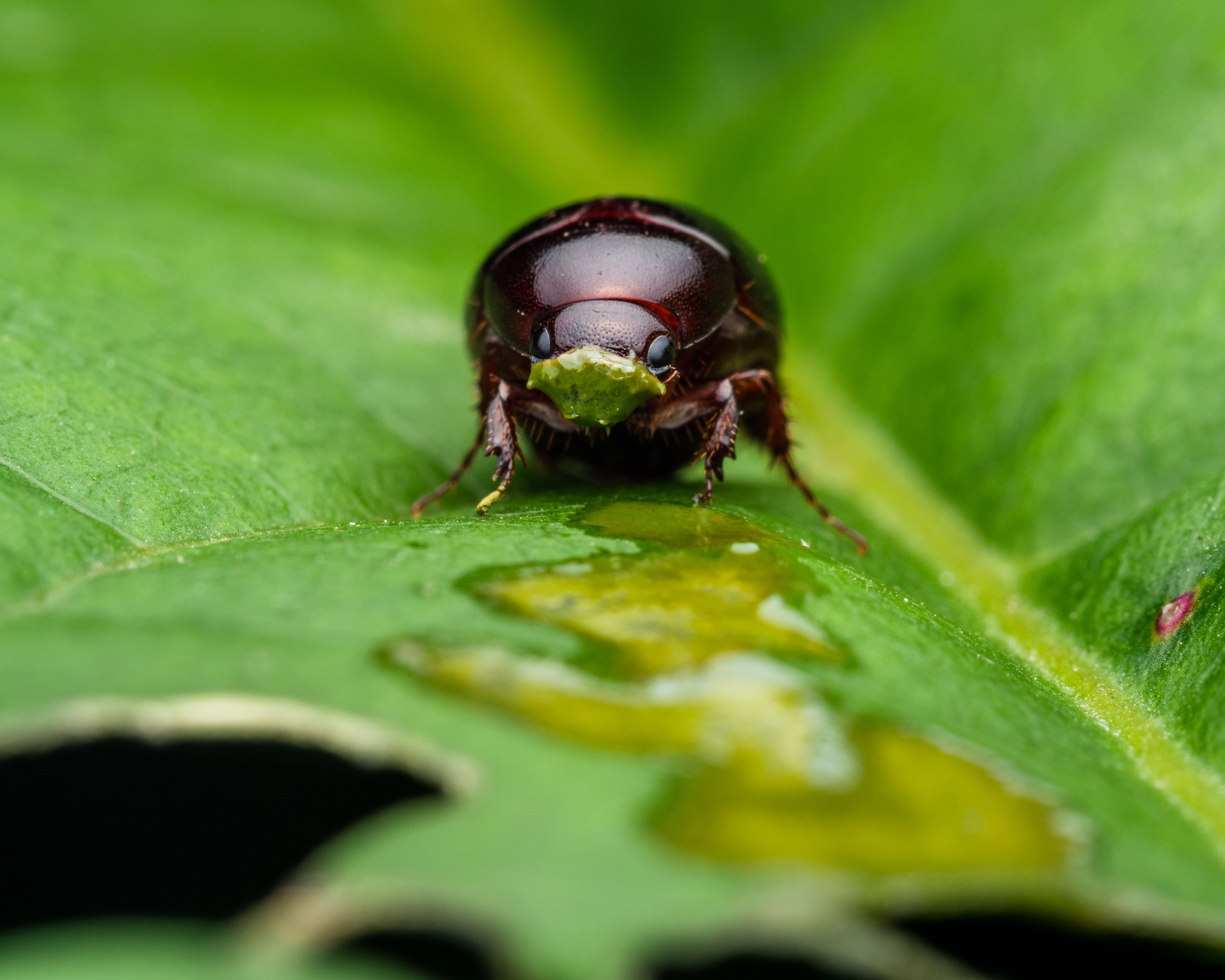 Close-up of a Beetle Eating a Leaf · Free Stock Photo