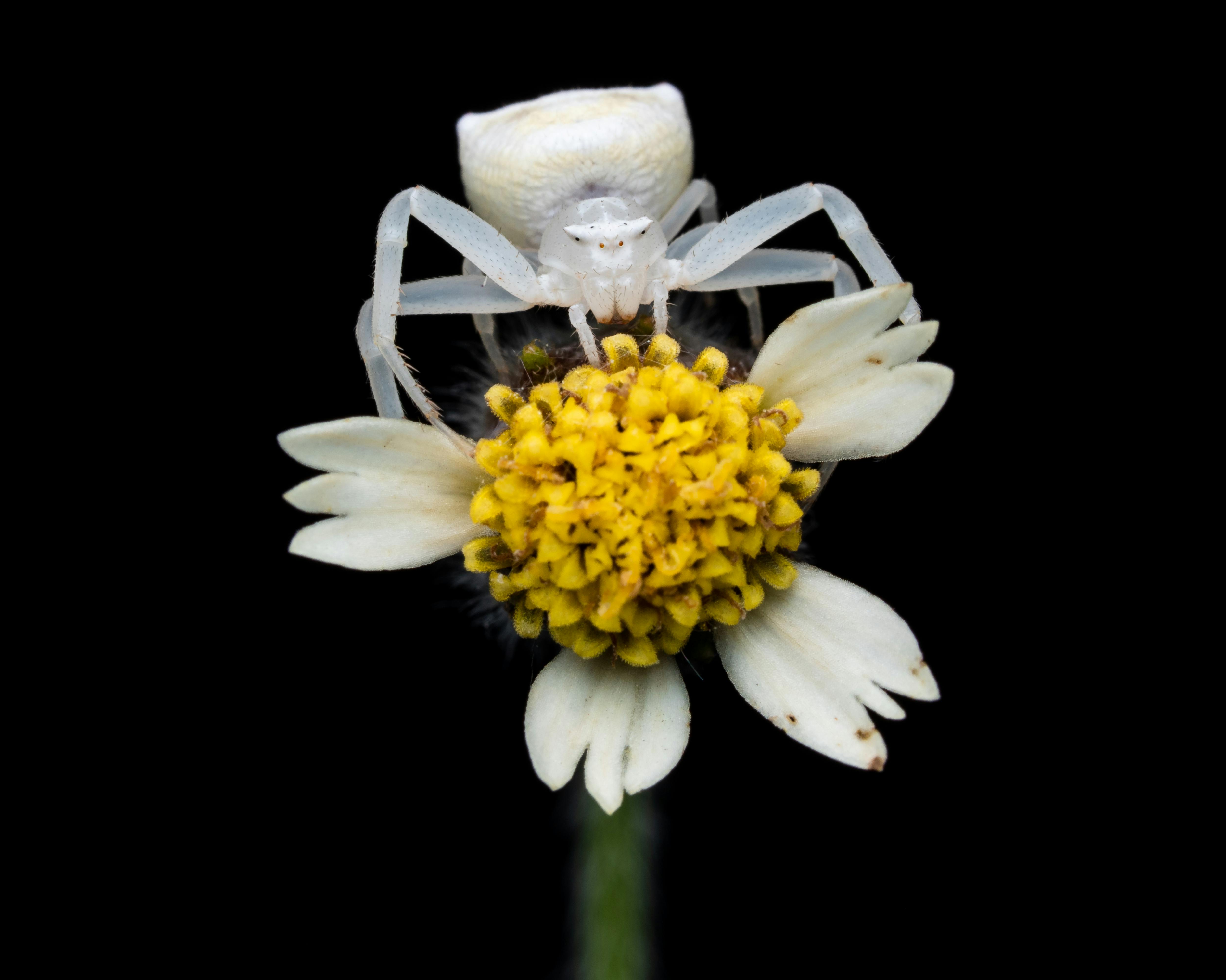 White Crab Apider on Coatbutton Flower · Free Stock Photo