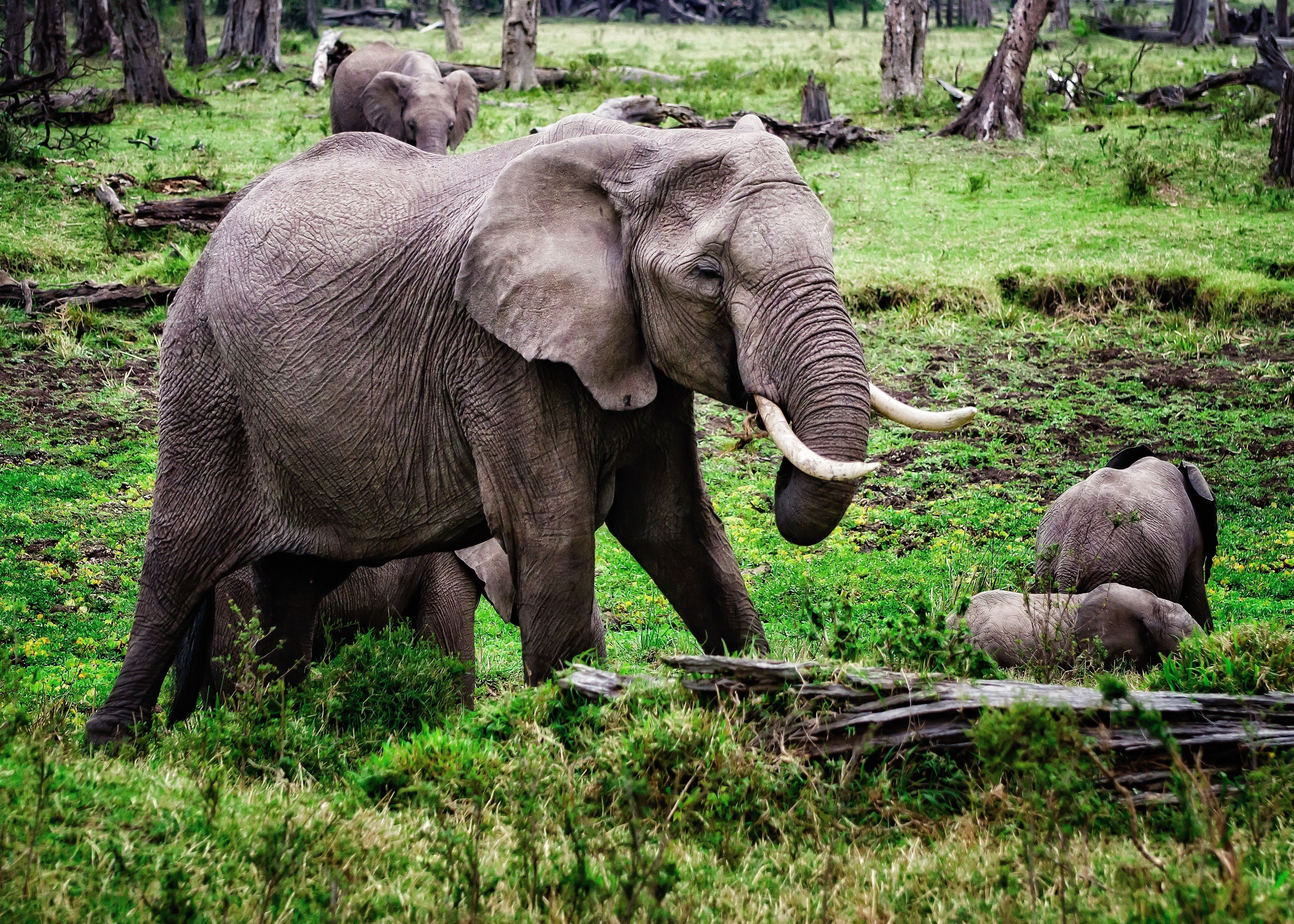 Foto de stock gratuita sobre áfrica, ambiente, animal, fotos de ...