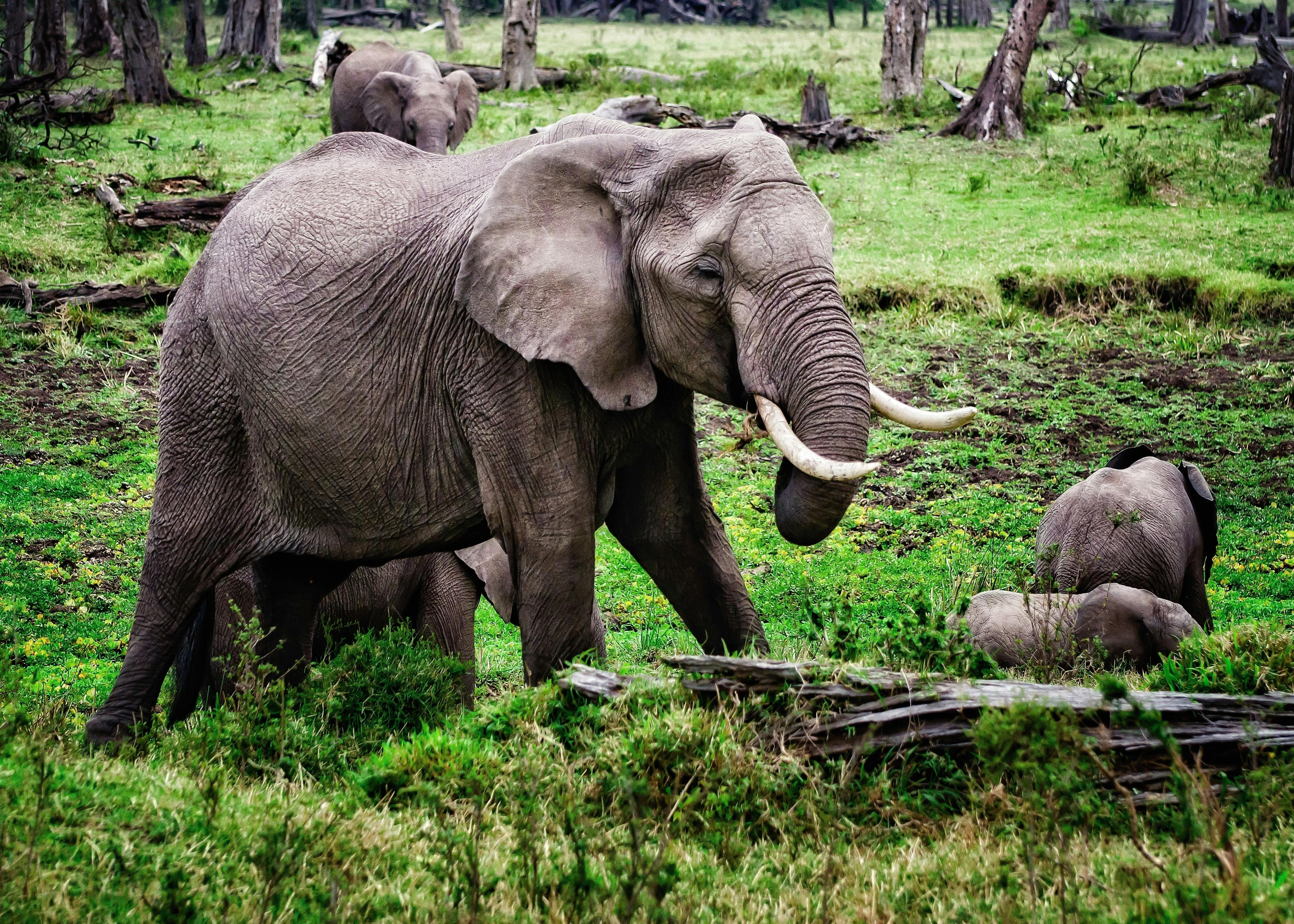 Elephants with Young in the Savannah · Free Stock Photo