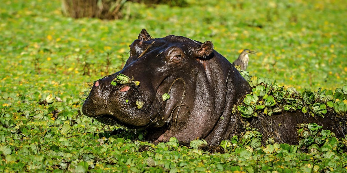 Hippo Photos, Download The BEST Free Hippo Stock Photos & HD Images