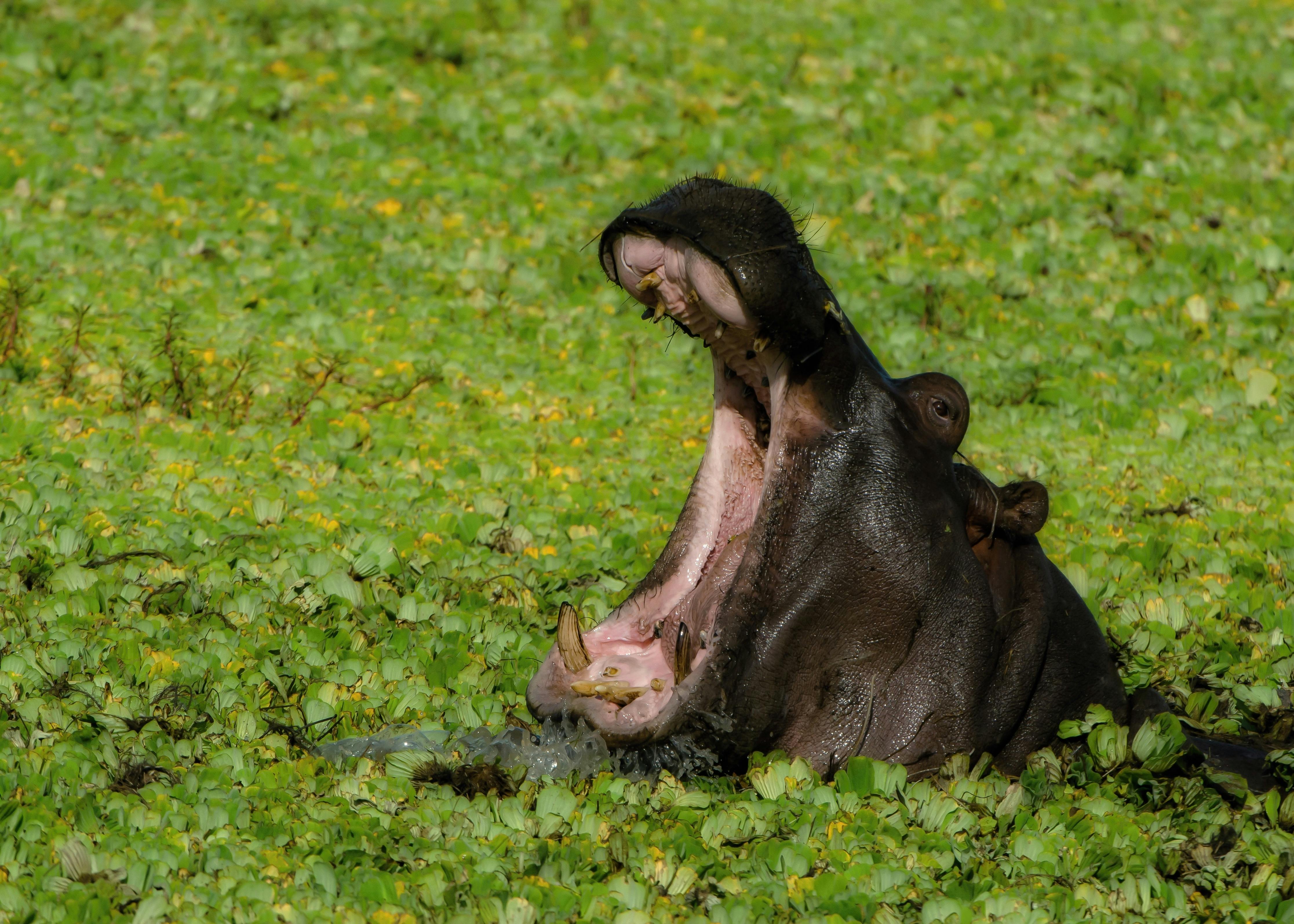 República Do Congo Photos, Download The BEST Free República Do Congo ...