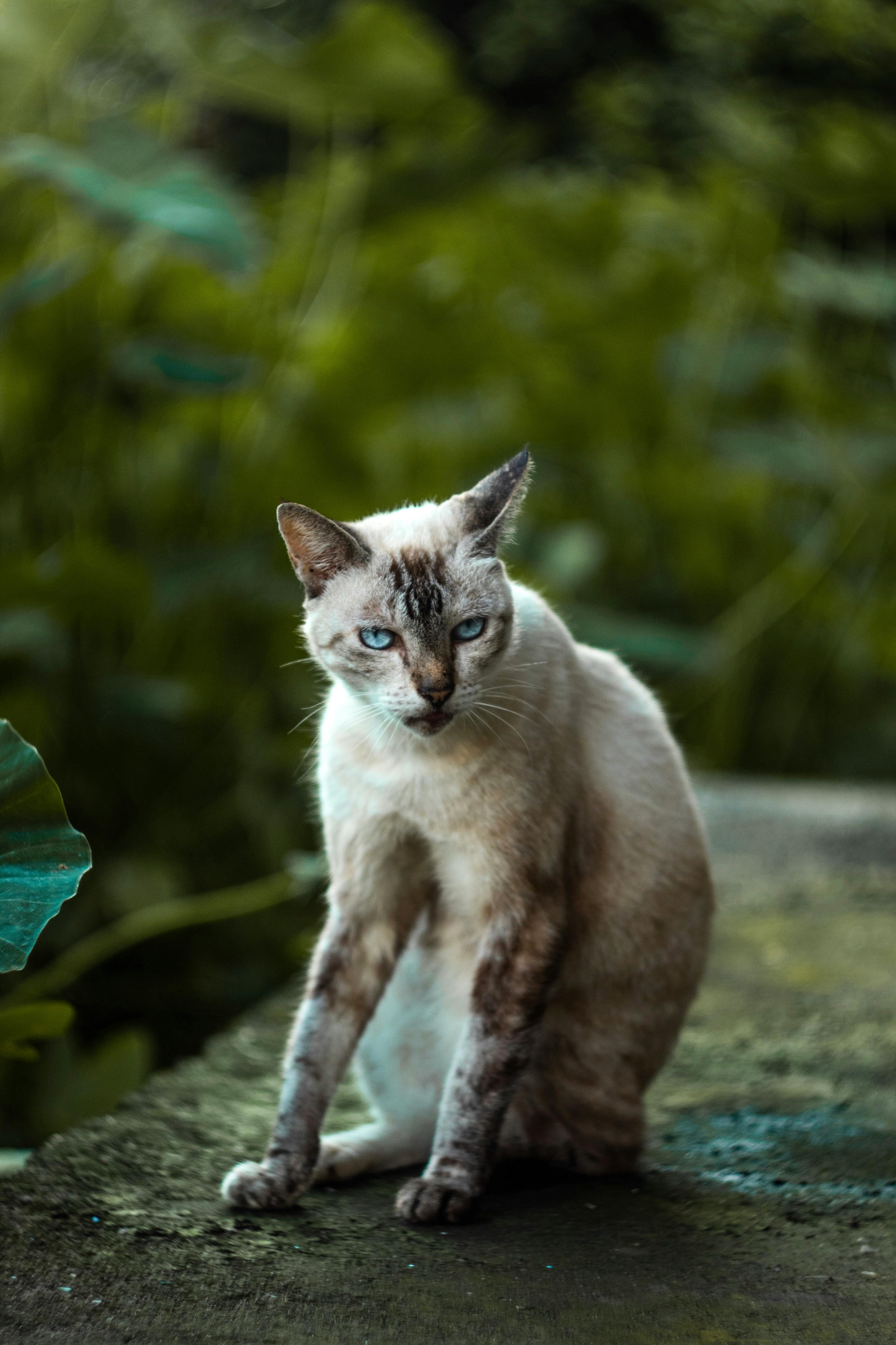 Serious Stray Cat · Free Stock Photo
