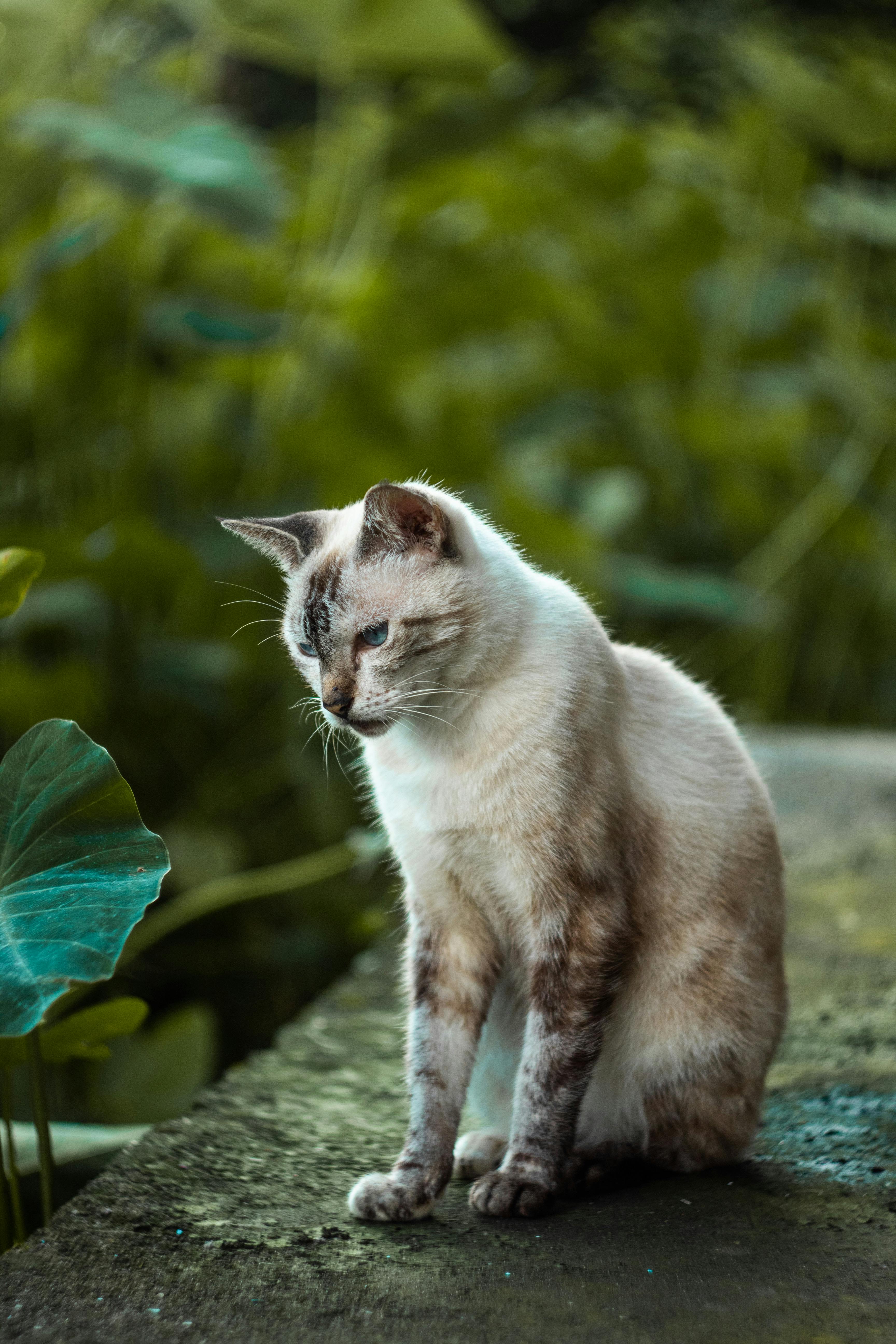 Sad Pensive Cat · Free Stock Photo