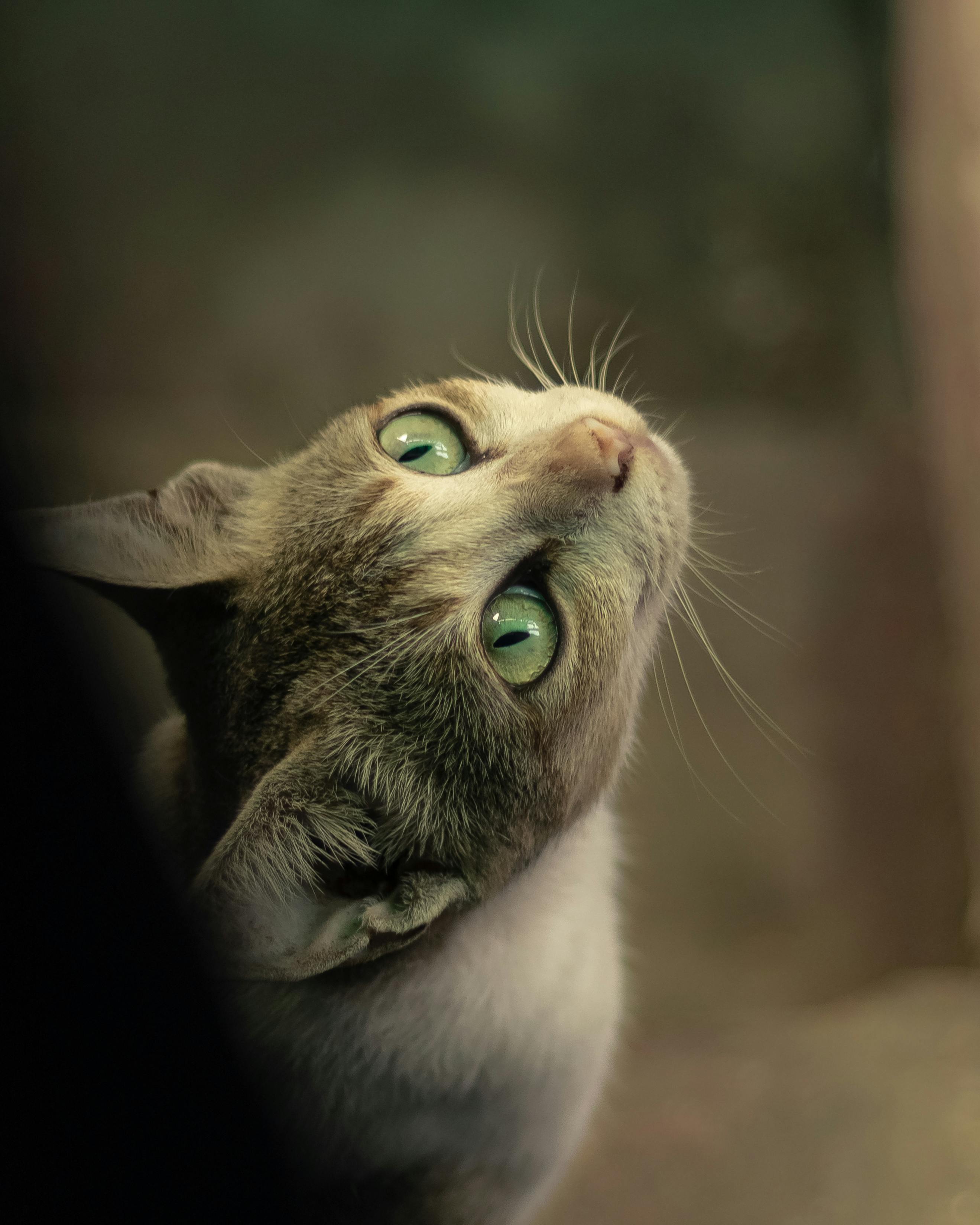 Green-Eyed Kitten Looking Up · Free Stock Photo