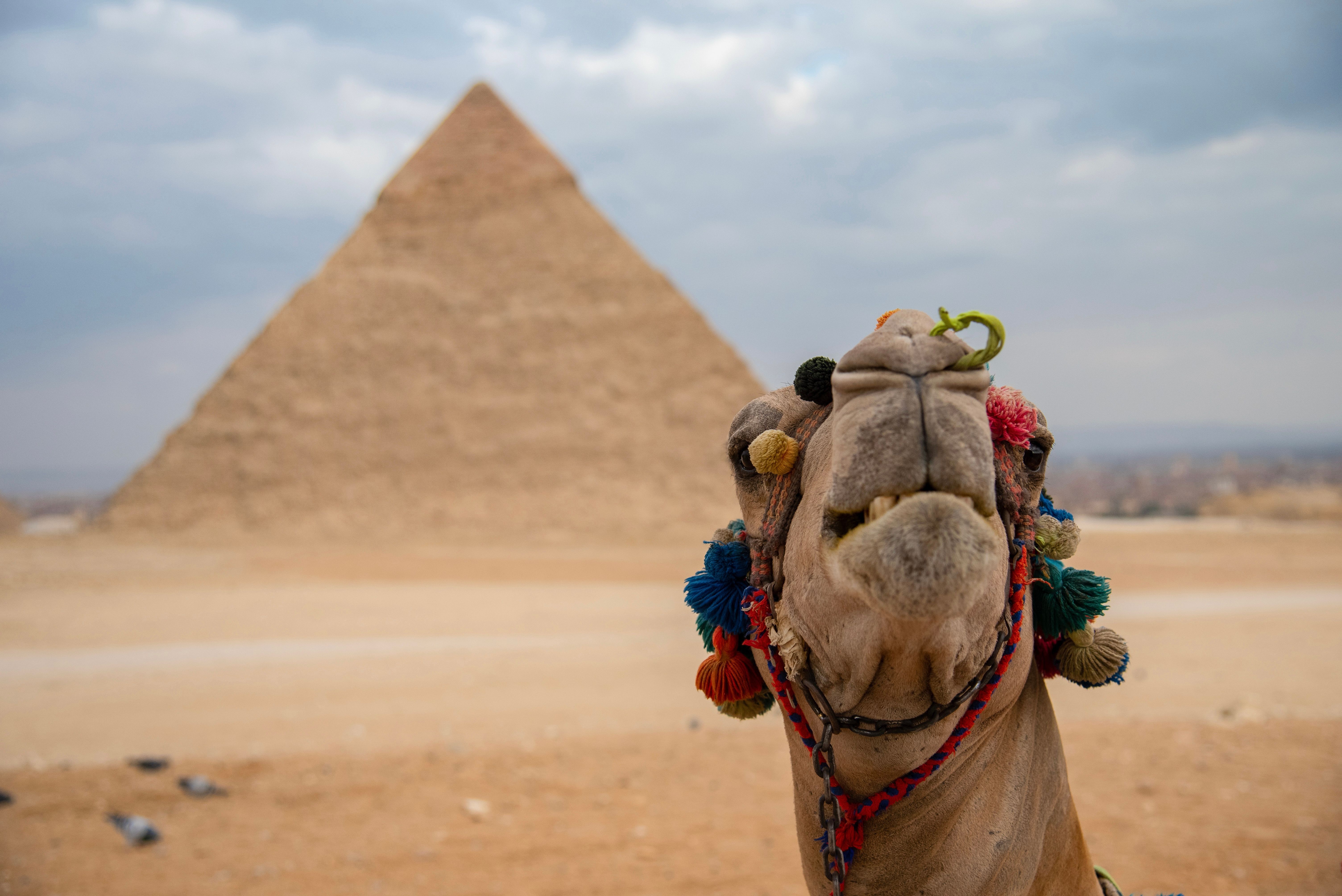 Camel Near the Pyramid in Egypt · Free Stock Photo
