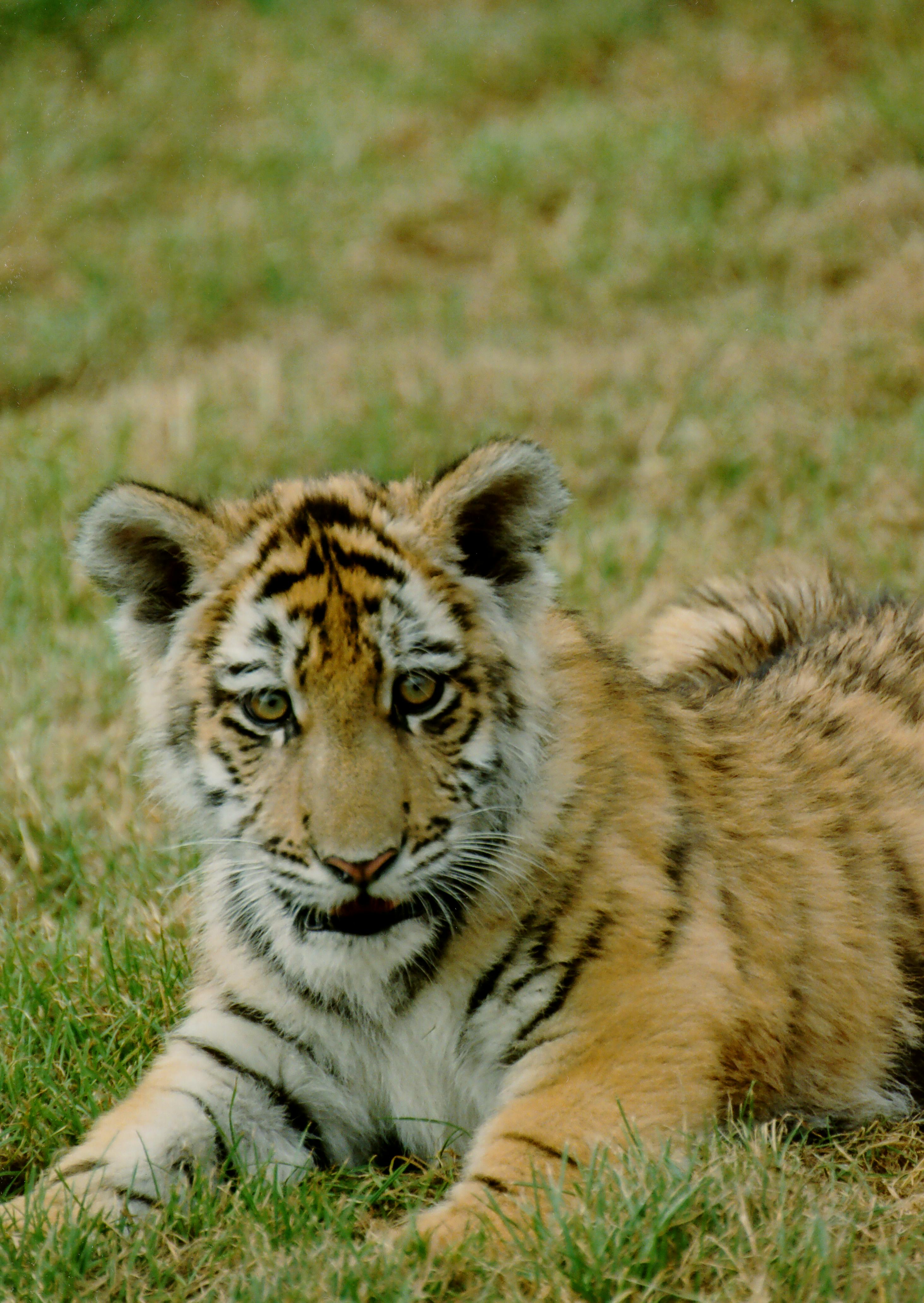 Tiger Cub Lying on Grass · Free Stock Photo