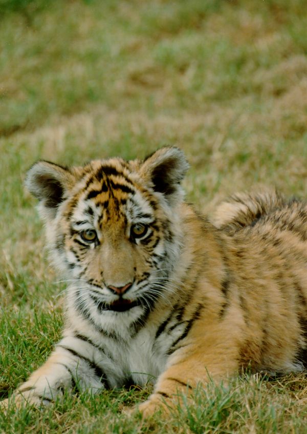 Tiger Cub Photos, Download The BEST Free Tiger Cub Stock Photos & HD Images