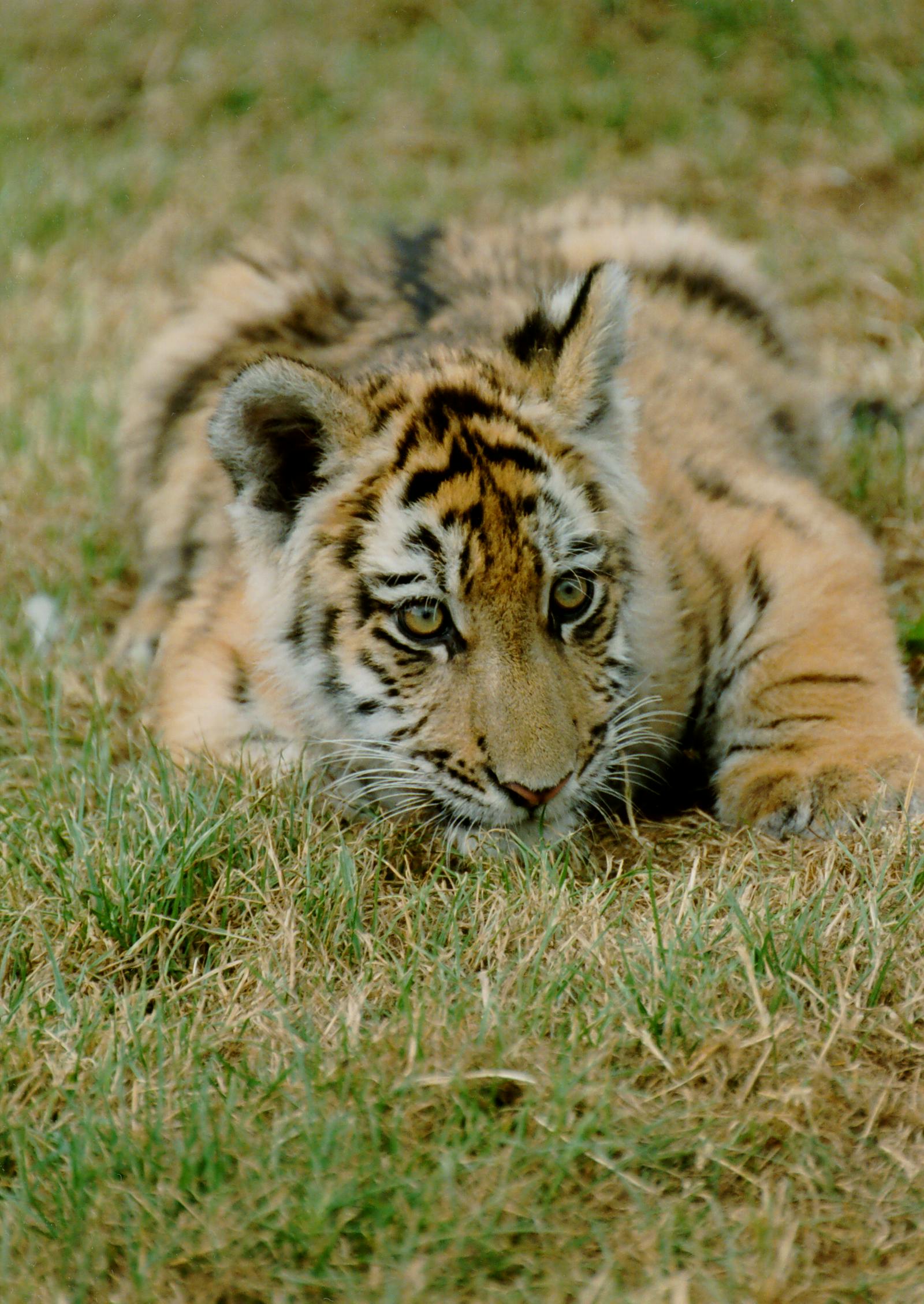 Tiger Poses Photos, Download The BEST Free Tiger Poses Stock Photos ...