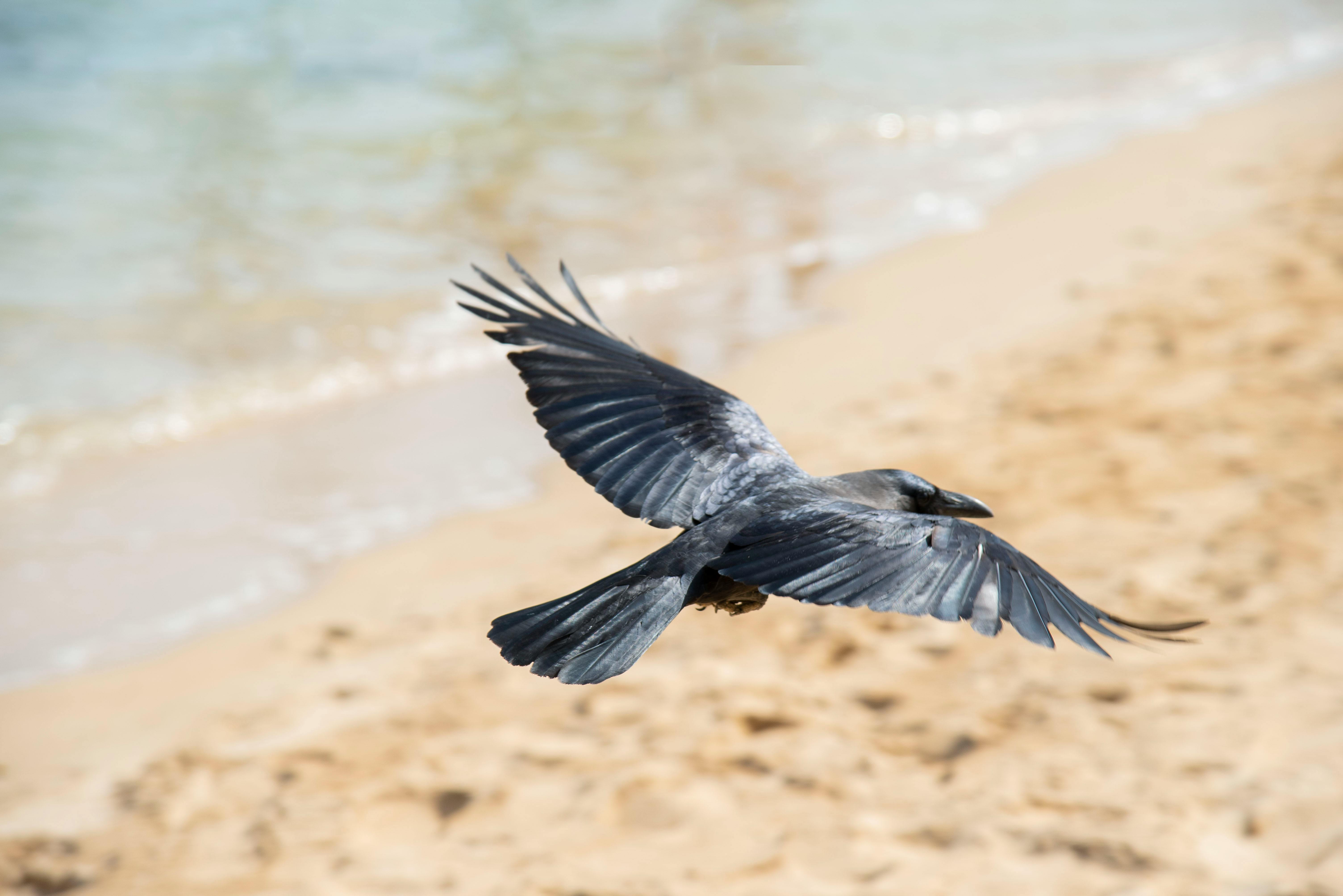 Raven Flying Over the Beach · Free Stock Photo
