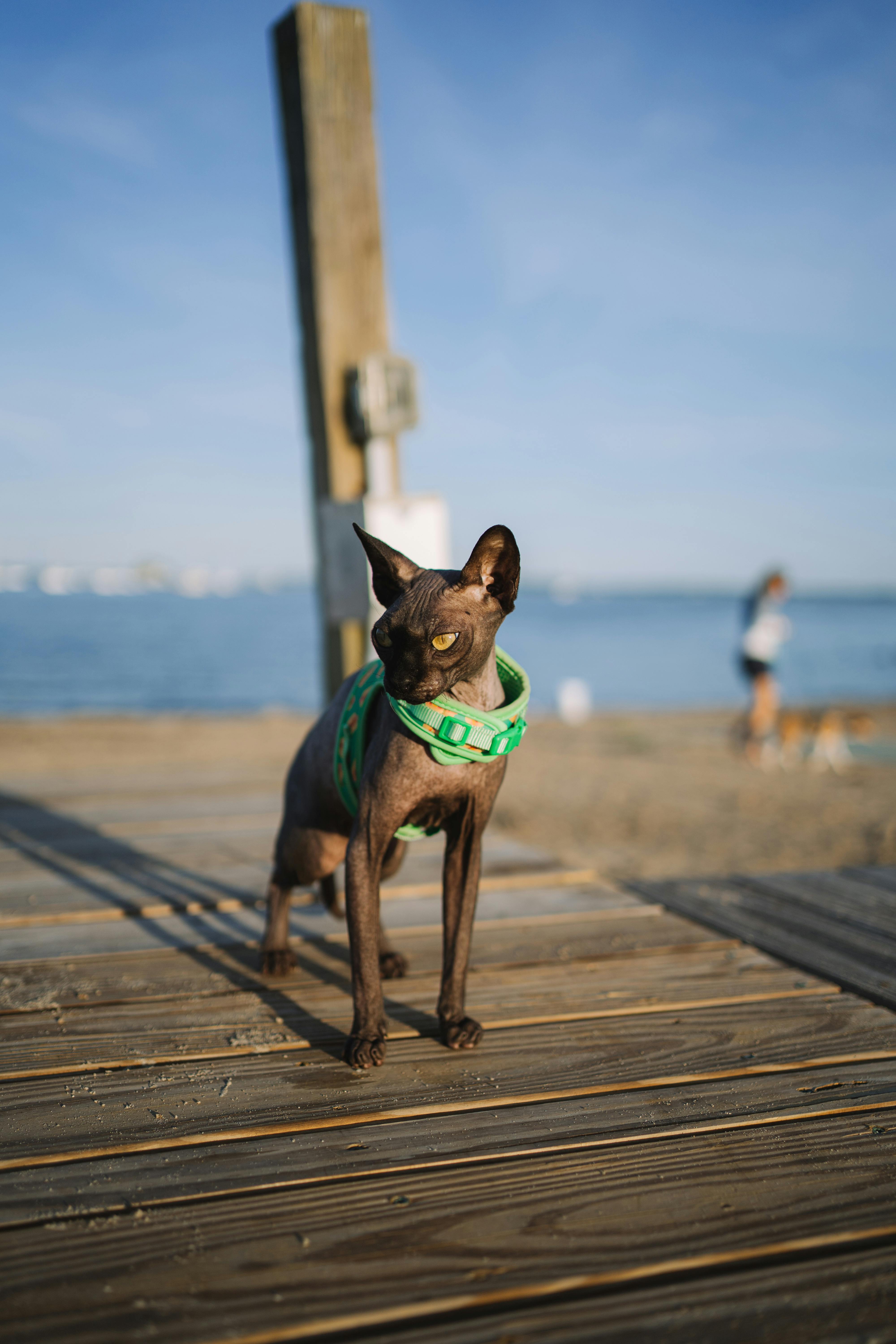 Sphinx Cat on Boardwalk · Free Stock Photo