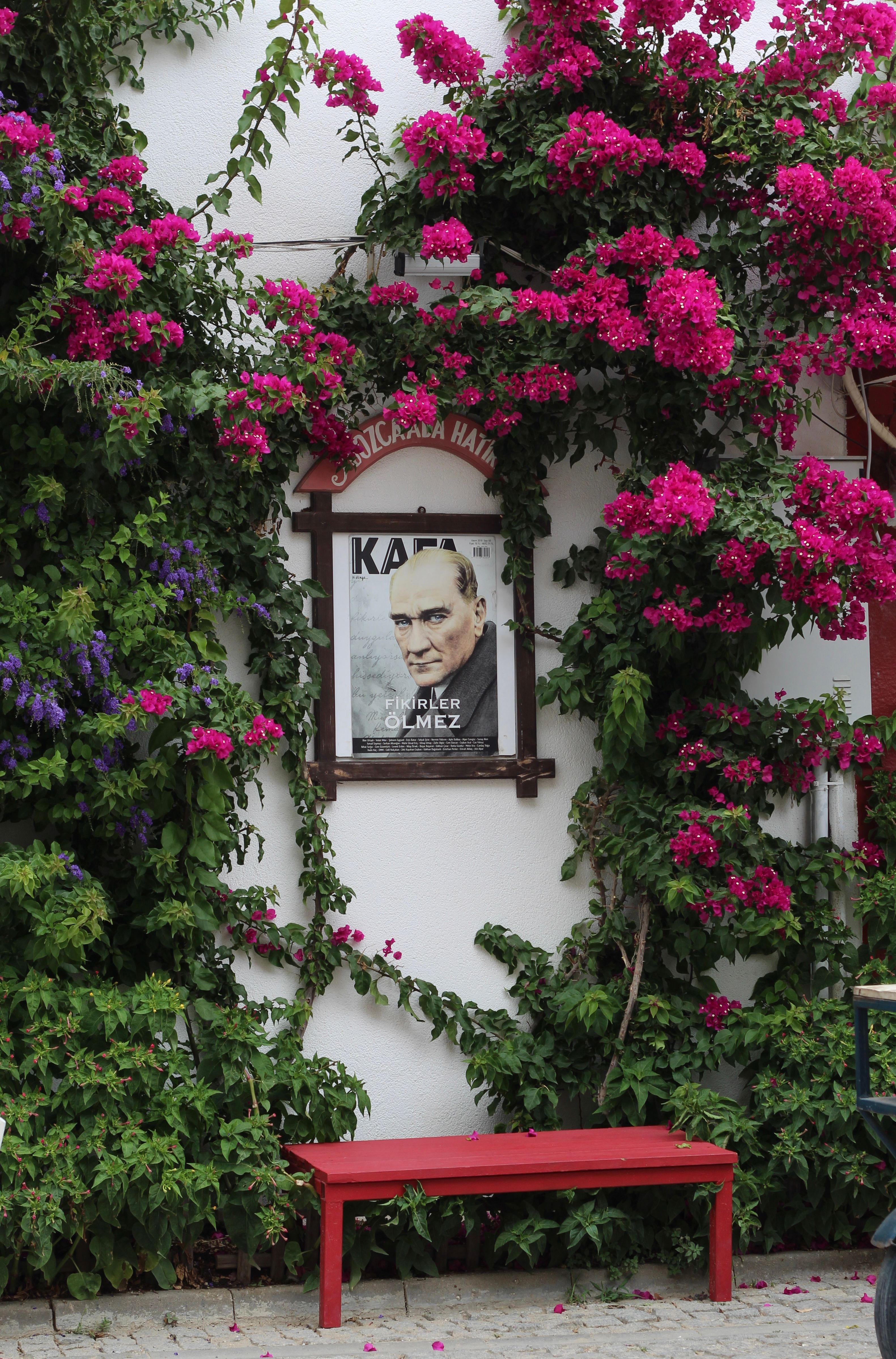 Flower Garden Poster Photos, Download The BEST Free Flower Garden ...