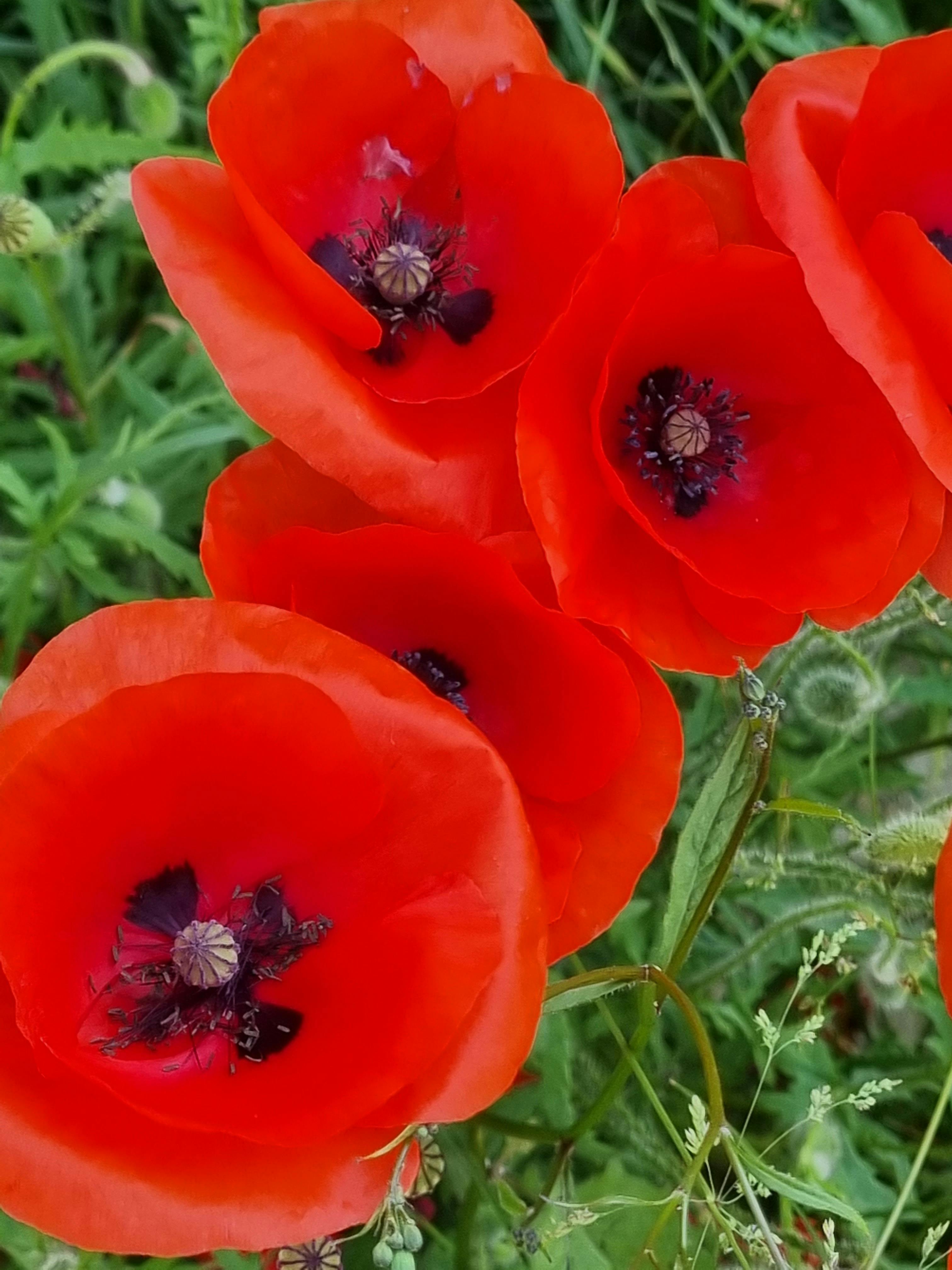 Lisa Poppy Photos, Download The BEST Free Lisa Poppy Stock Photos & HD ...