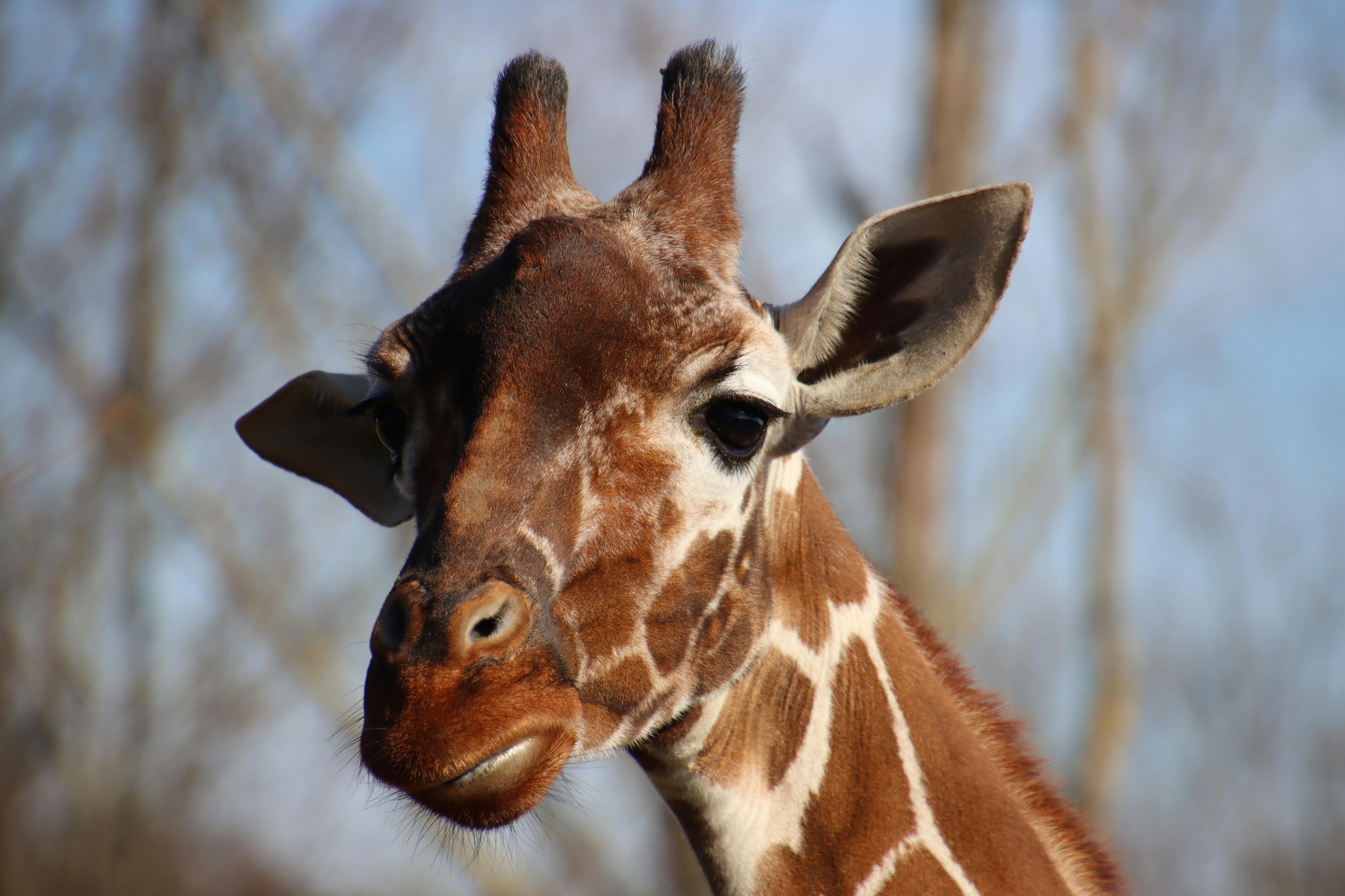 Zoo Animal Photos, Download The BEST Free Zoo Animal Stock Photos & HD ...