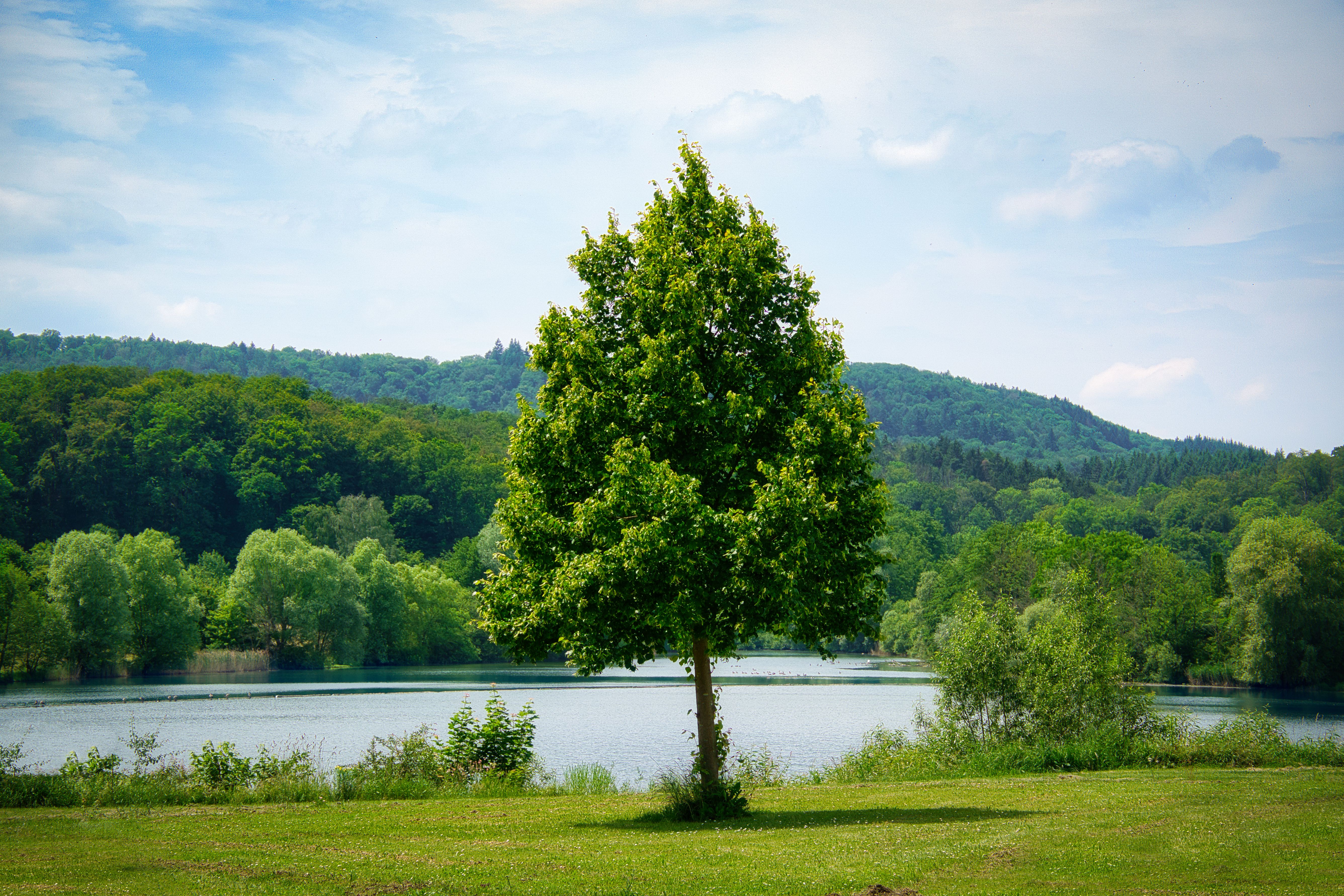 The tree by the lake · Free Stock Photo