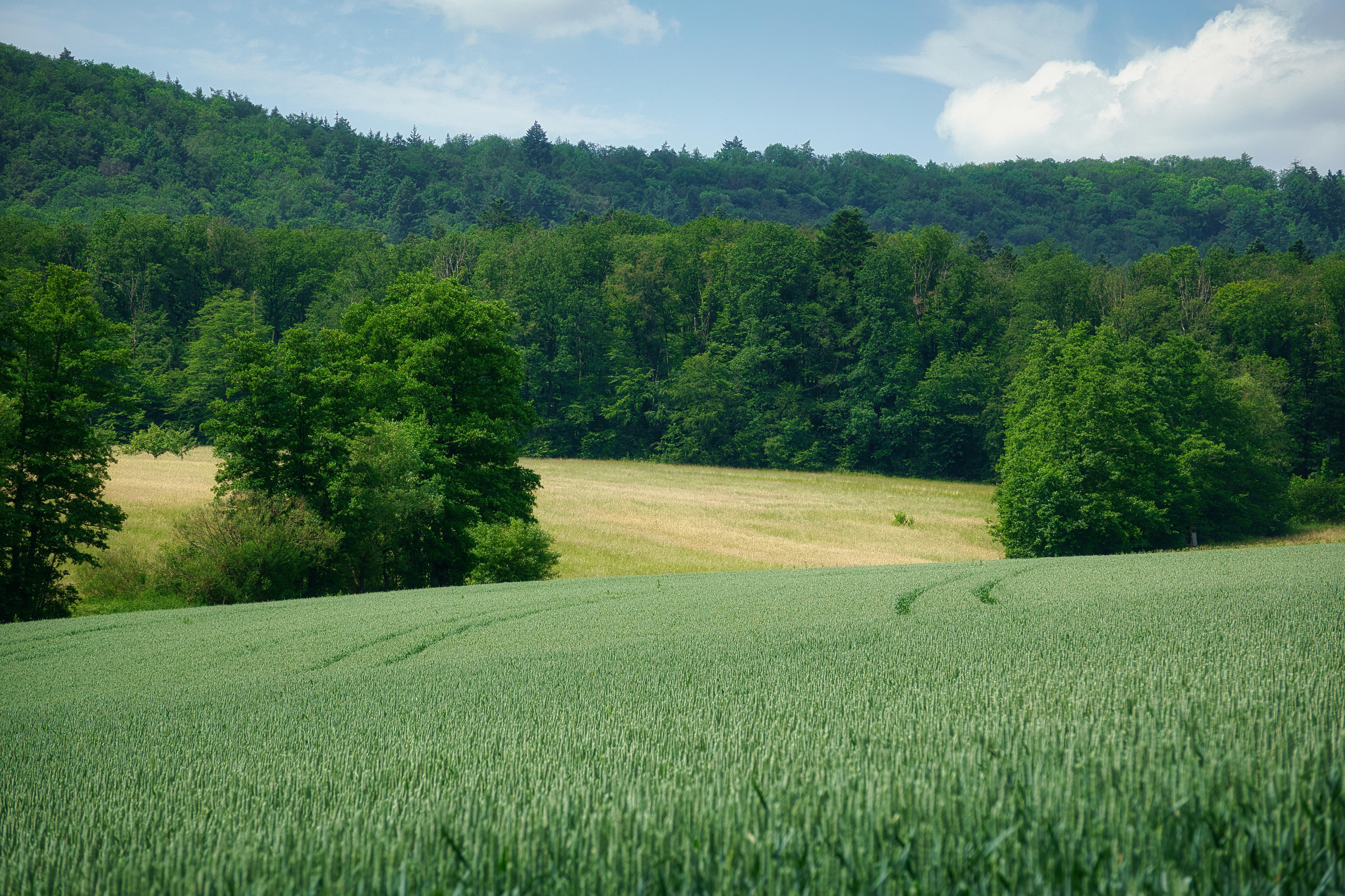 Scenic View of a Cropland and Green Trees · Free Stock Photo